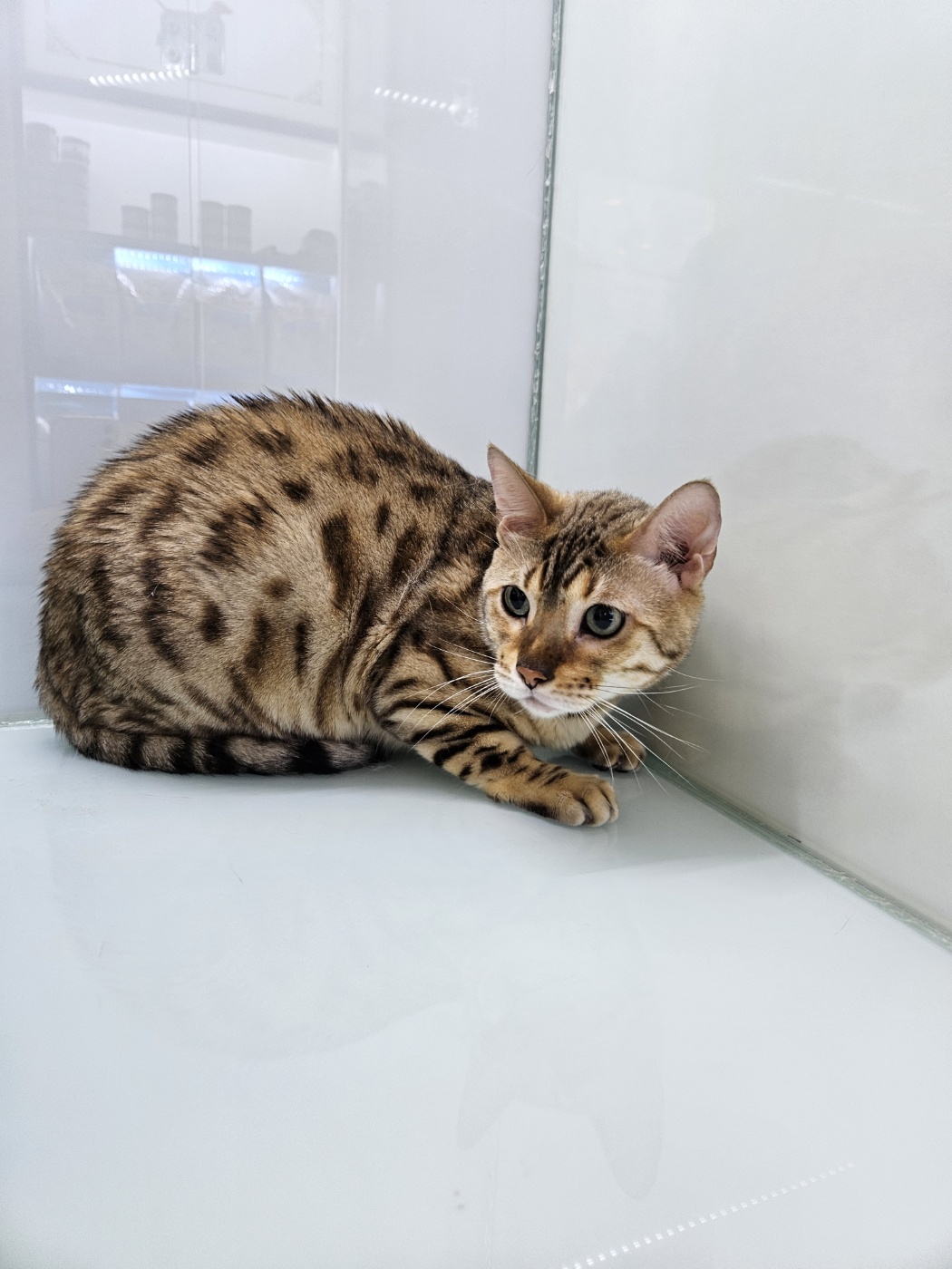 뱅갈 모모모란 프렌치불독크기 빠삐용크기 파피용크기 사모예드크기 스피츠크기 시바견크기 시베리안허스키크기 시츄크기 요크셔테리어크기 웰시코기크기 이탈리아그레이하운드크기 치와와