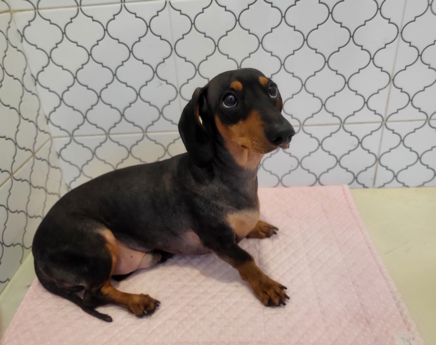 닥스훈트 망고 프렌치불독크기 빠삐용크기 파피용크기 사모예드크기 스피츠크기 시바견크기 시베리안허스키크기 시츄크기 요크셔테리어크기 웰시코기크기 이탈리아그레이하운드크기 치와와크기