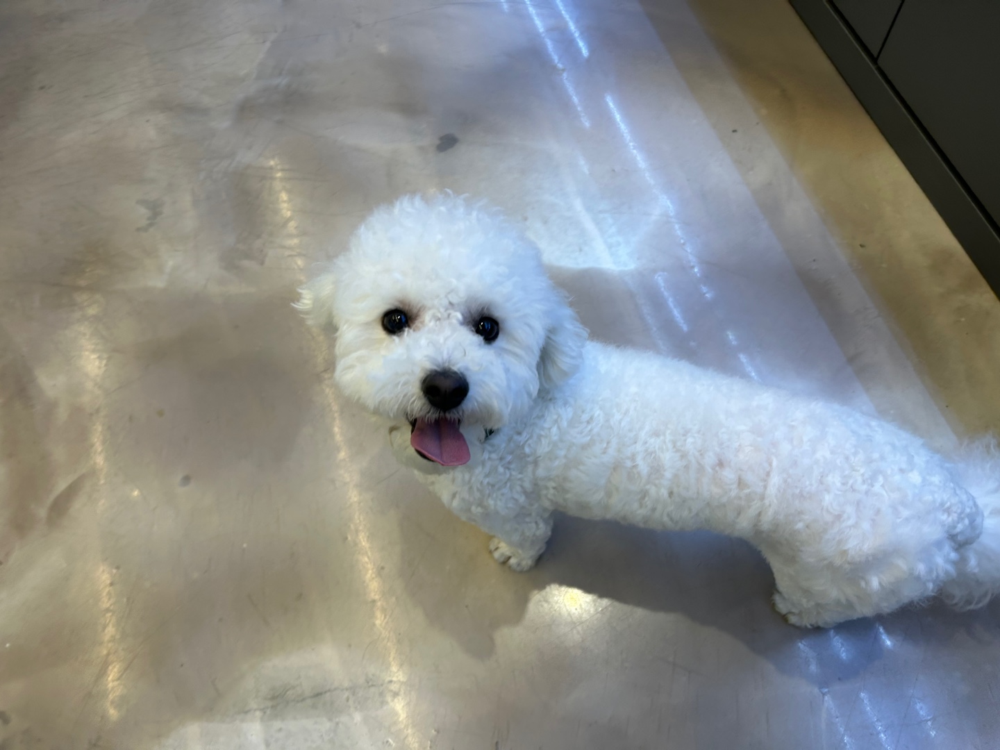 비숑프리제 뭉치 엑조틱크기 터키시앙고라크기 페르시안크기 하이랜드폴드크기 애완견크기 반려견크기 소형견무료입양사이트 중형견무료입양사이트 대형견무료입양사이트 미니비숑프리제무료입양