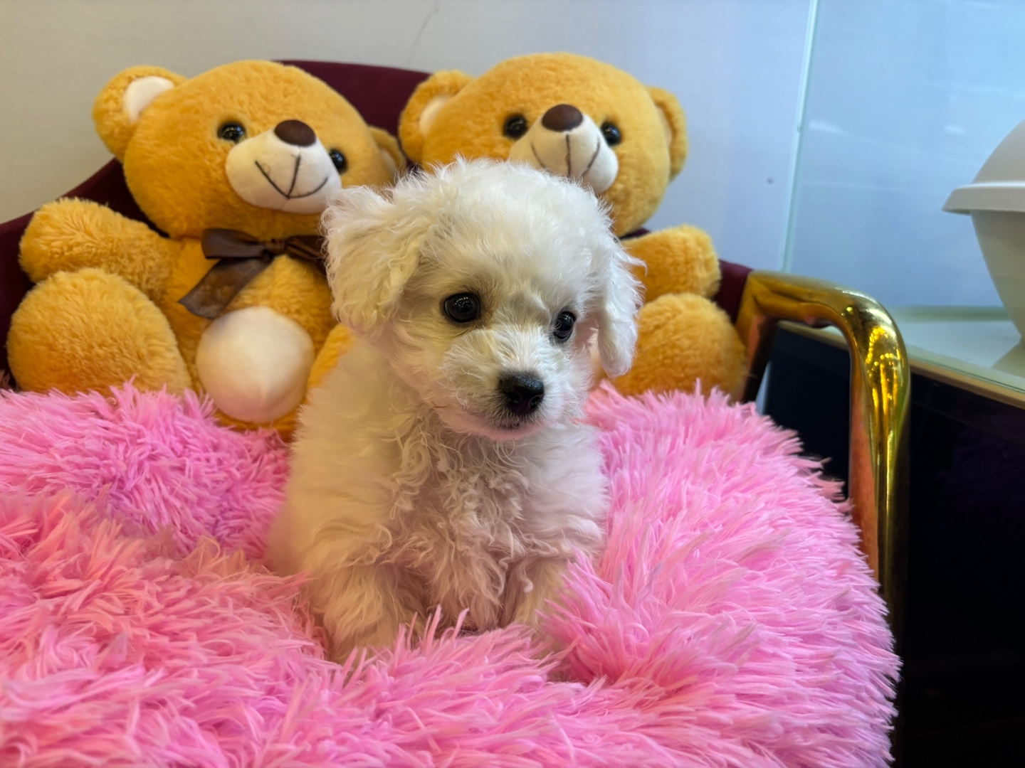 비숑프리제 뚬빵 말티즈크기 말티푸크기 푸들크기 먼치킨크기 랙돌크기 브리티쉬숏헤어크기 스코티쉬폴드크기 러시안블루크기 강아지크기