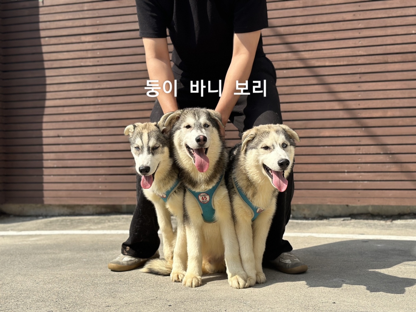 허스키 바니둥이보리 유기견입양 유기묘입양 강아지입양 소형견입양 중형견입양 대형견입양 말티즈입양 말티푸입양 비숑프리제입양 미니비숑프리제입양 포메라니안입양 푸들입양 골든