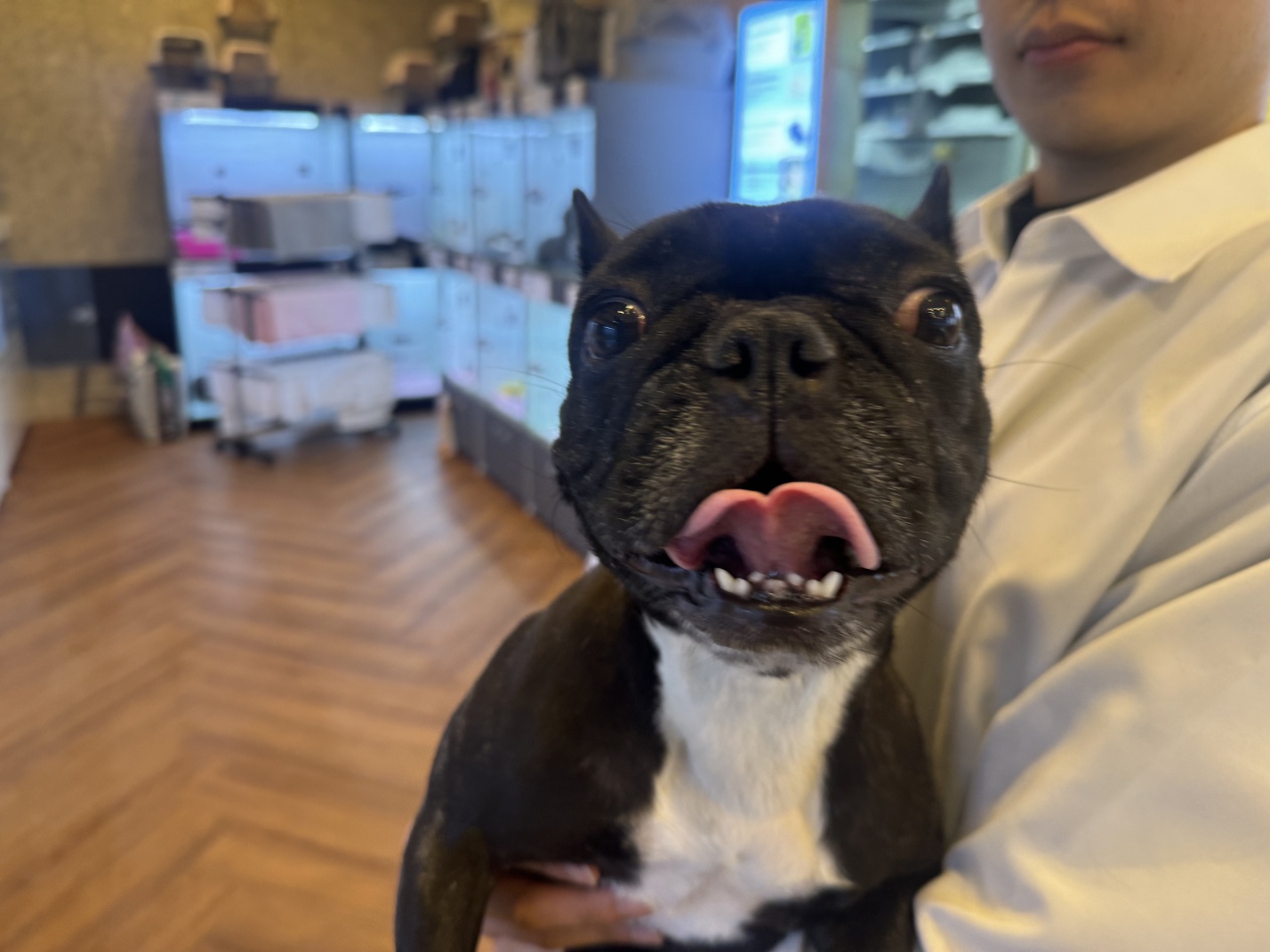 프렌치불독 까망이 프렌치불독크기 빠삐용크기 파피용크기 사모예드크기 스피츠크기 시바견크기 시베리안허스키크기 시츄크기 요크셔테리어크기 웰시코기크기 이탈리아그레이하운드크기 치와와