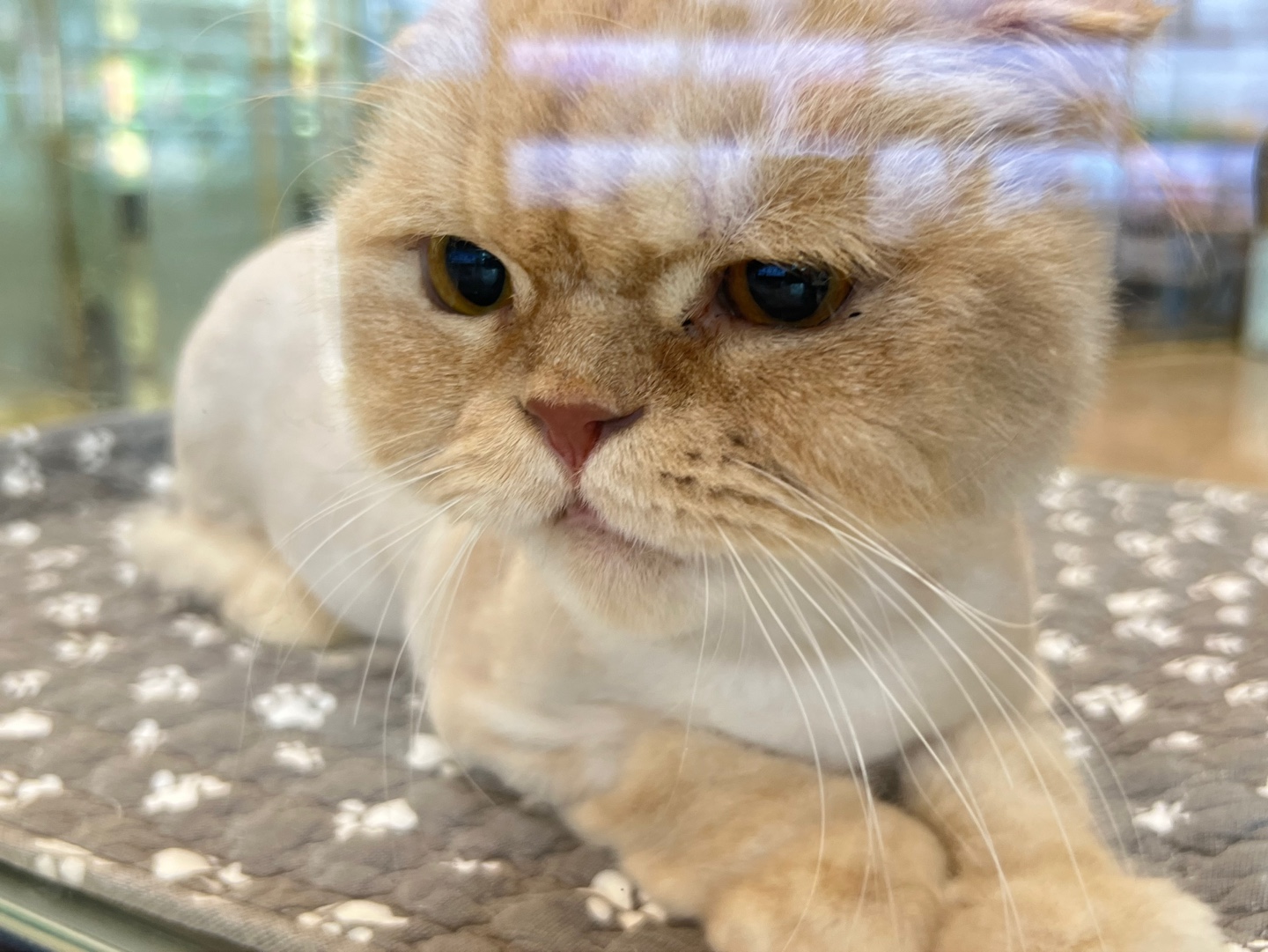 스코티쉬폴드 룽지 샴입양 셀커크렉스입양 스코티쉬폴드입양 스핑크스입양 아메리칸숏헤어입양 아비시니안입양 터키시앙고라입양 페르시안입양 애완견입양 반려견입양 털빠짐없는소형견종류