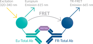 THUNDER™ Total STAT3 TR-FRET Cell Signaling Assay Kit : BioAuxilium ...