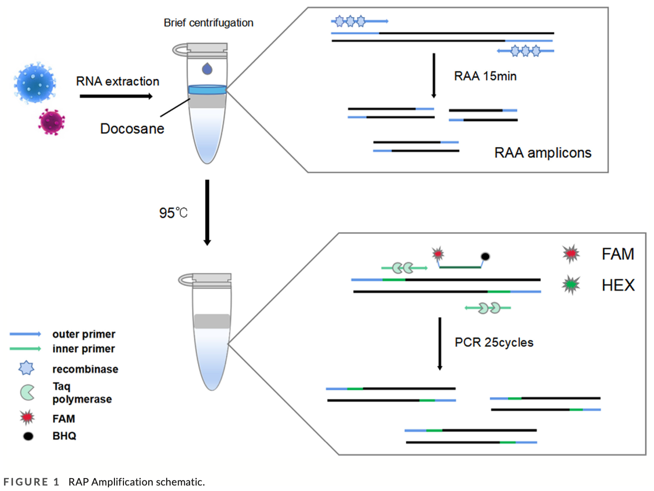 Rapid two-stage amplification in a single tube for simultaneous ...