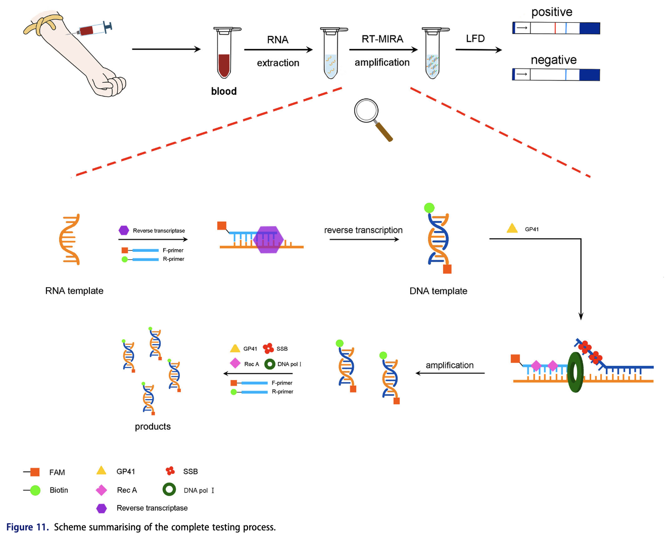Simple and feasible detection of hepatitis a virus using reverse ...