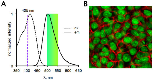 Miami Green, DNA-Binding Fluorescent Dye : DNA-Binding Fluorescent Dyes