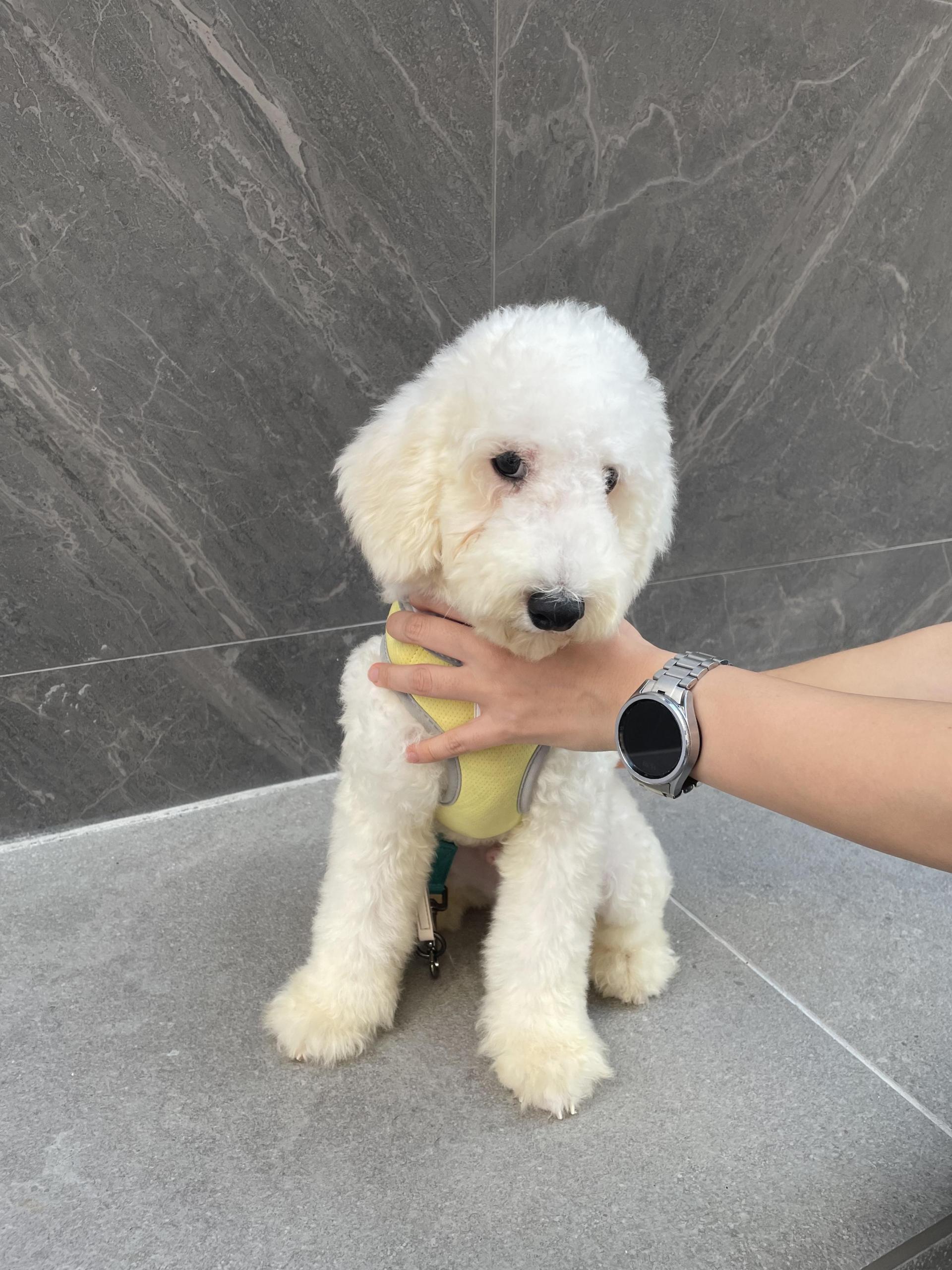 푸들 '구름이' 강아지 책임분양 ♥ : 고양이입양 강아지입양 유기견입양 현황 | 아이조아보호소