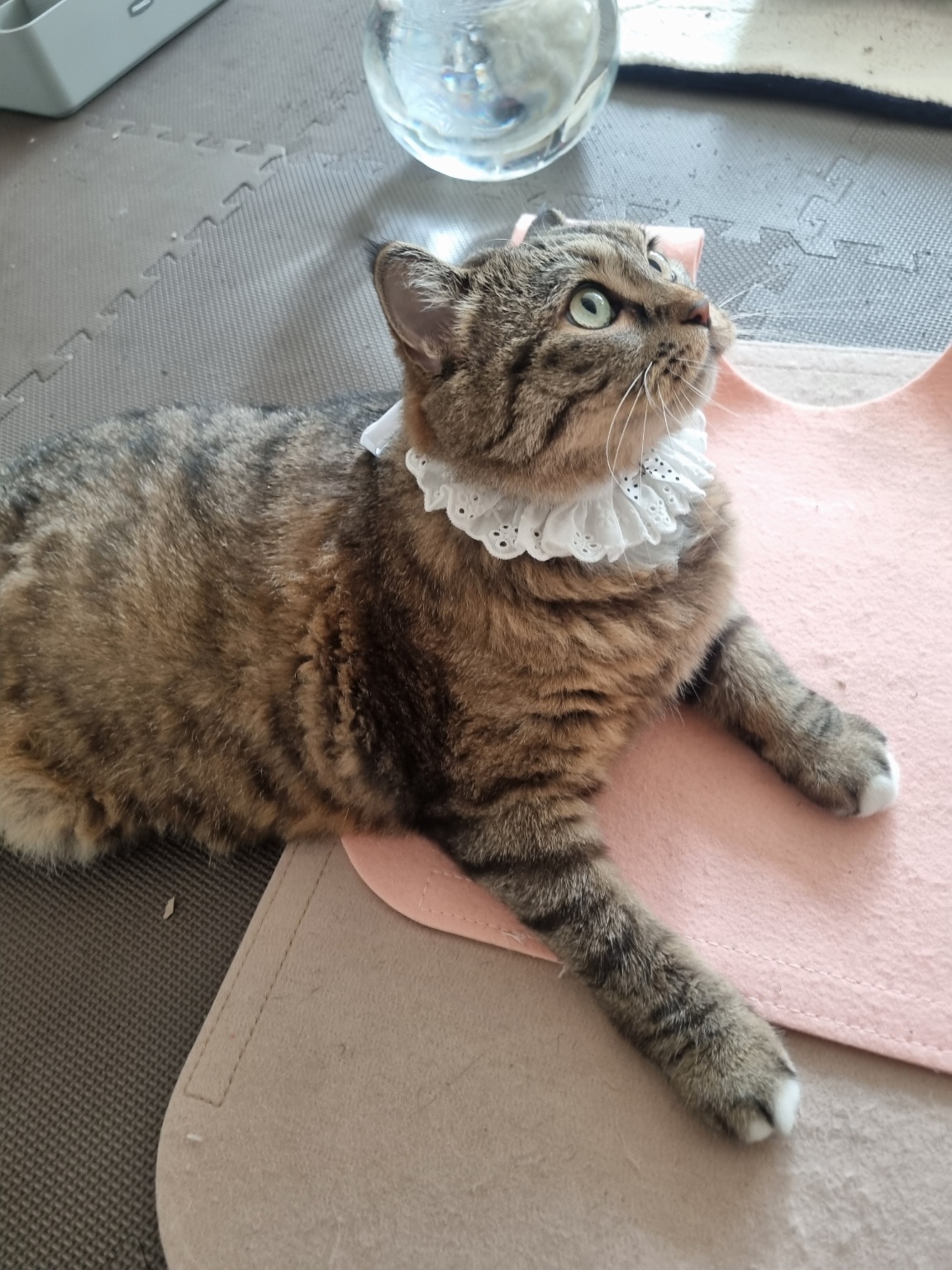 냐옹~ 말랑이의 말랑말랑한 입양후기 ꙳꒰• ̎•꒱꙳ 강아지 고양이 입양율 100 순수보호소 아이조아보호소 입양후기
