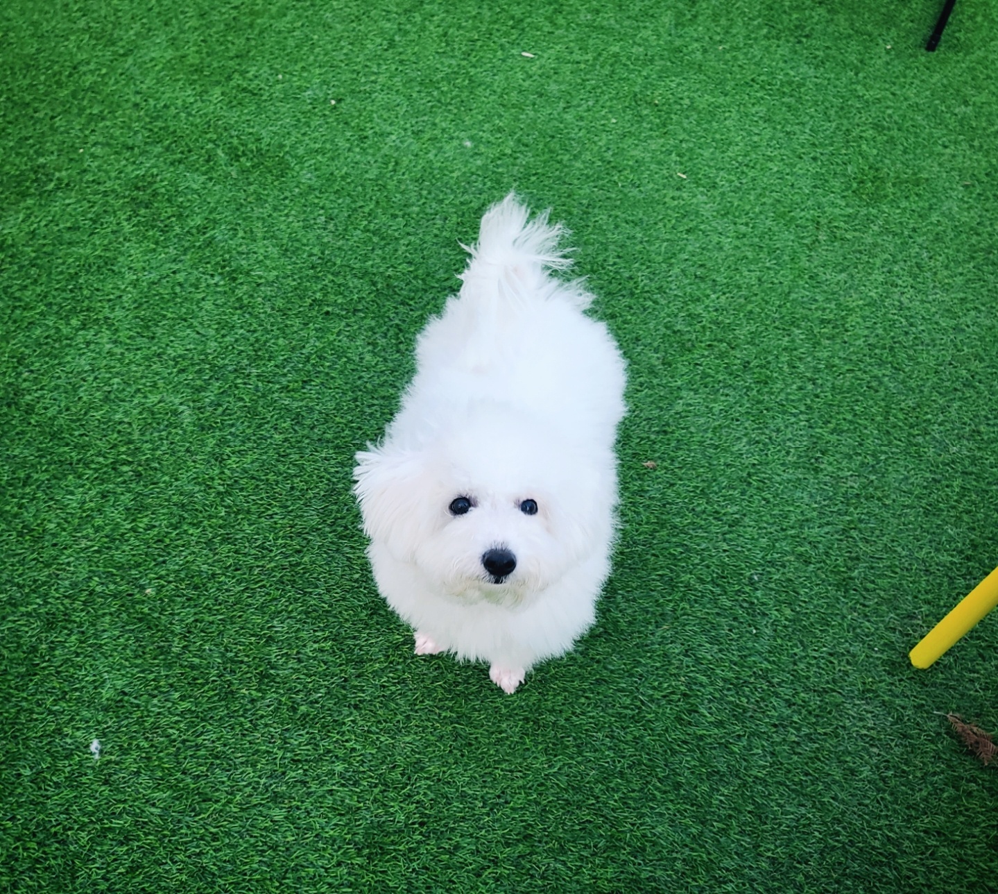 말티숑 뽀송이 강아지 책임입양♥ 분양완료 아이조아 유기방지입양 파양 강아지보호소 고양이보호소 무료분양센터