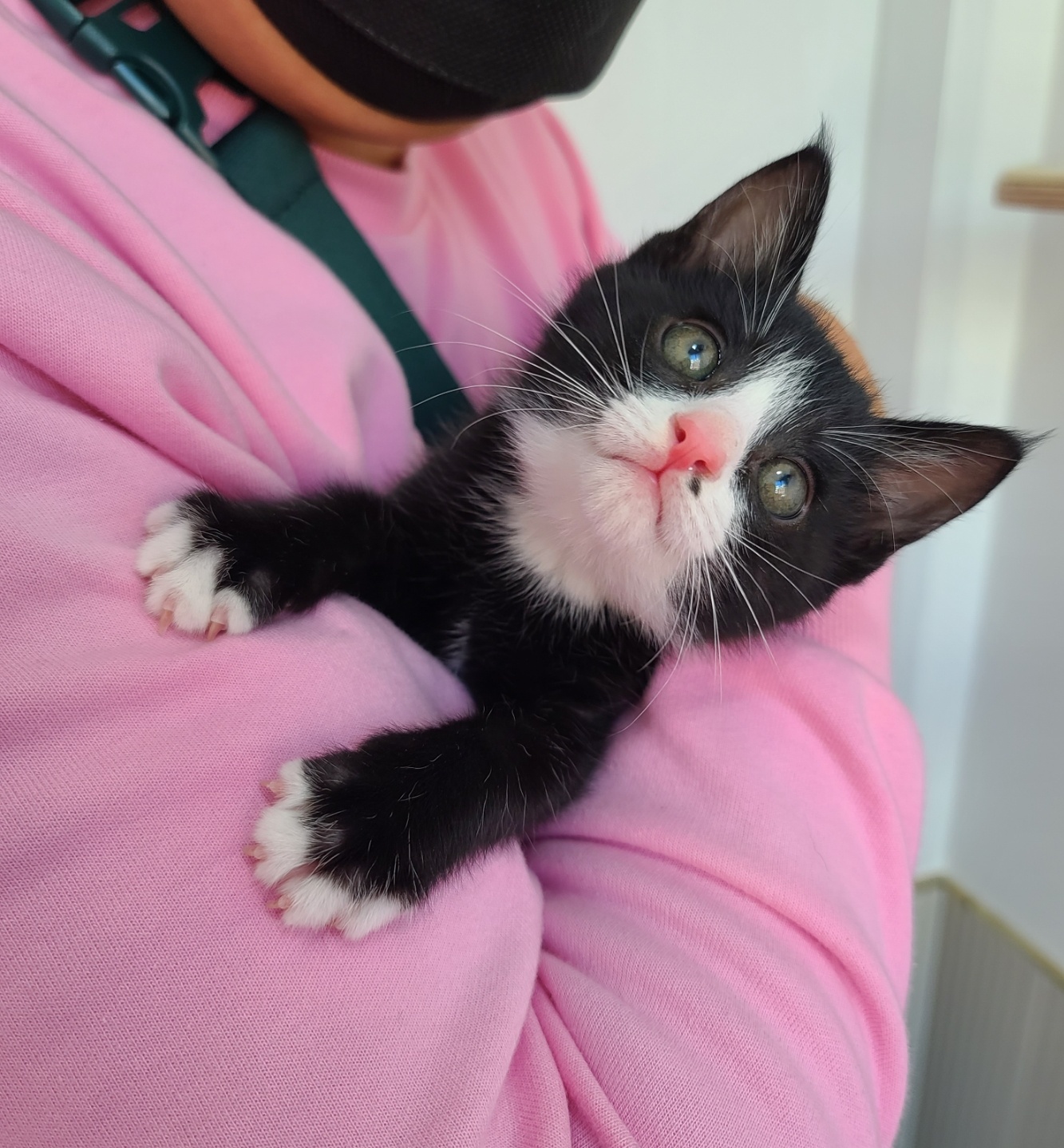 코리안숏헤어 네네 고양이 책임분양 ♥ 분양완료 아이조아 유기방지입양 파양 강아지보호소 고양이보호소 무료분양센터