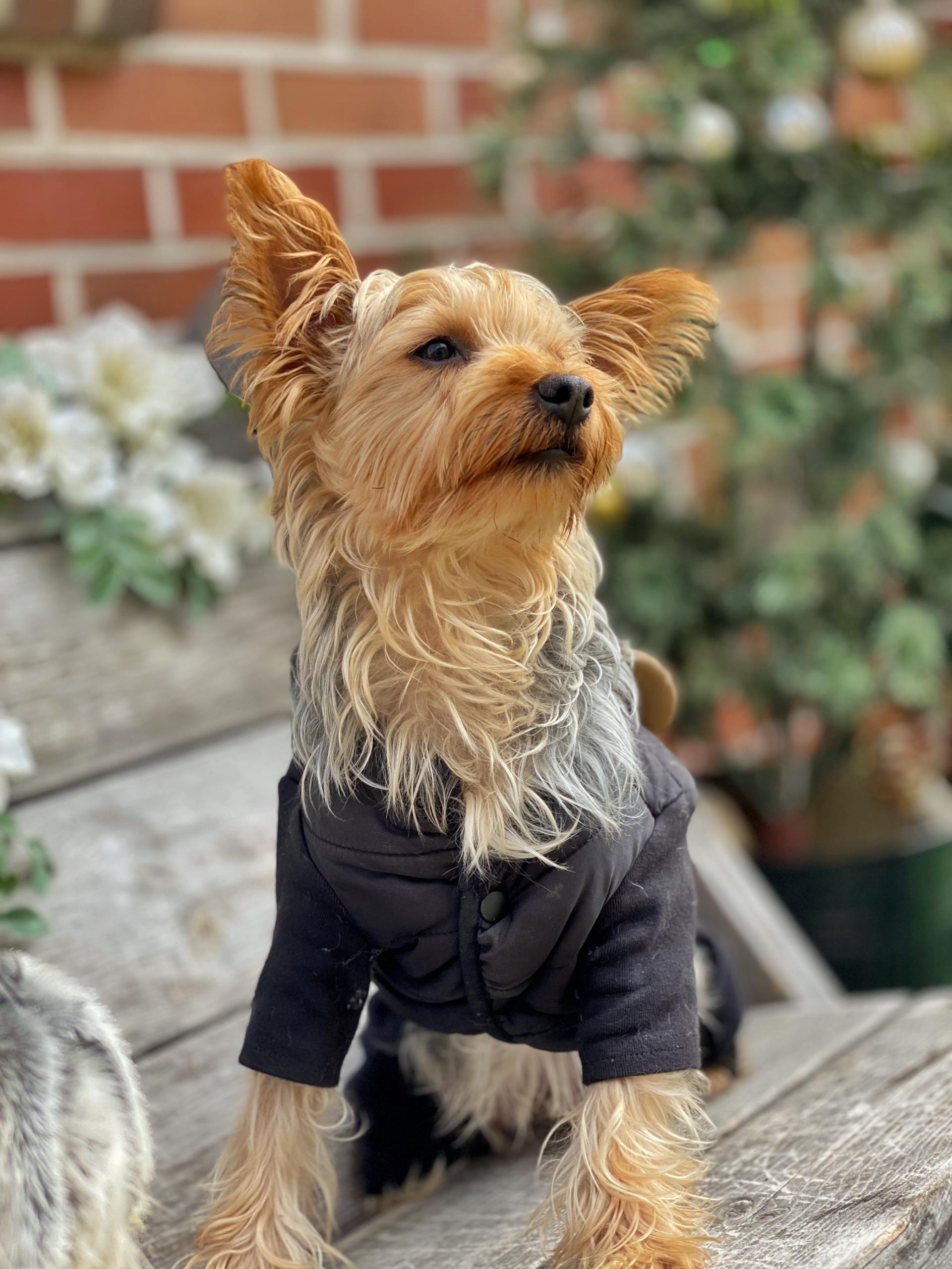 요크셔테리어 쿠키 강아지 책임분양 ️입양완료 강아지파양 고양이파양 유기견무료분양입양 아이조아요양보호소