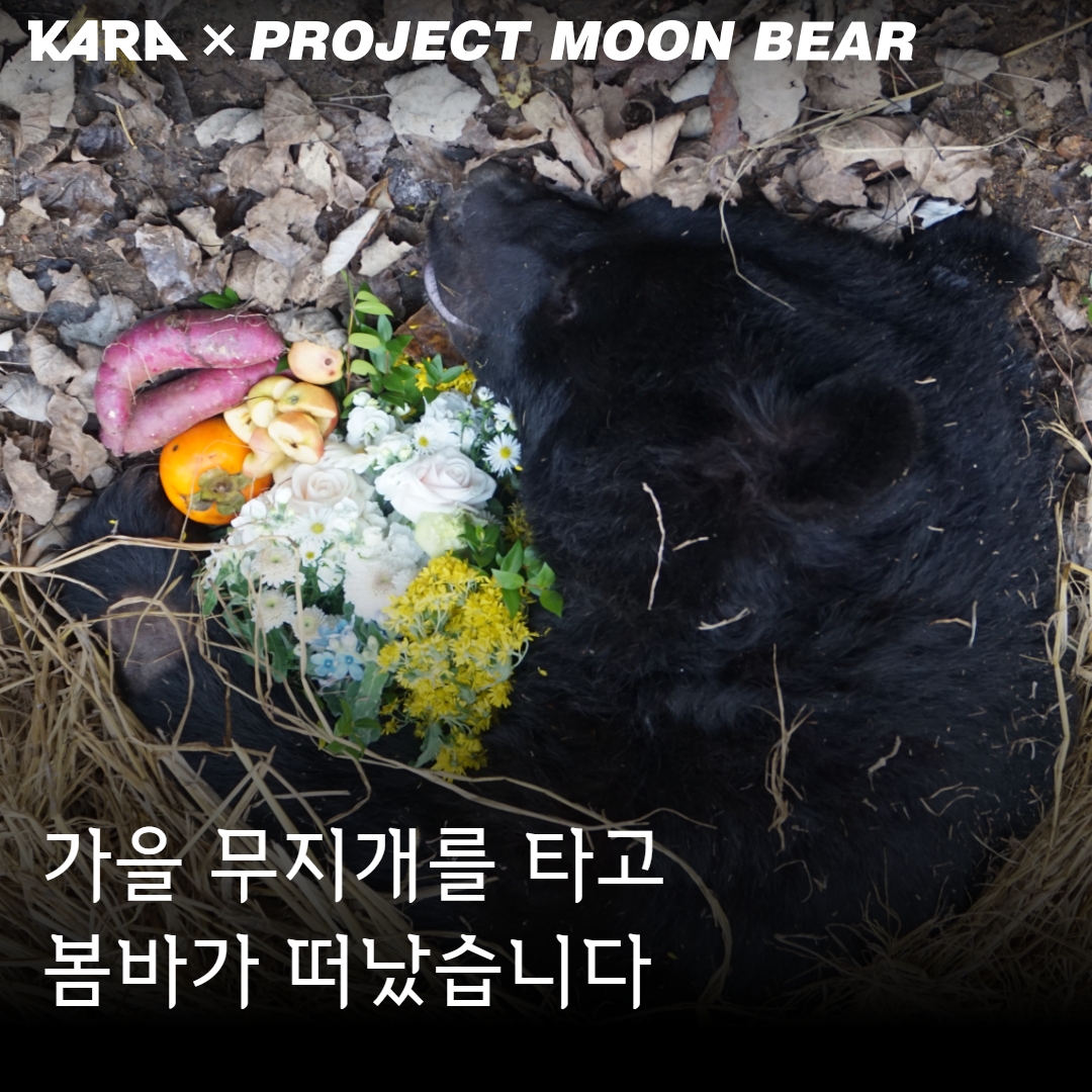 가을 무지개를 타고 봄바가 떠났습니다 : 자료실