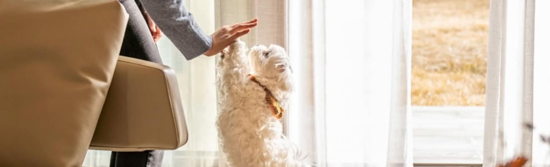 Camphor Tree Hotel & Resort