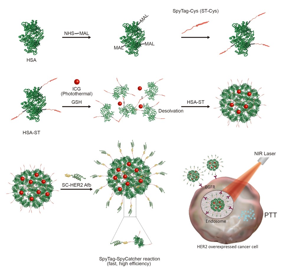 [ACS] Development of HER2-Targeting-Ligand-Modified Albumin ...