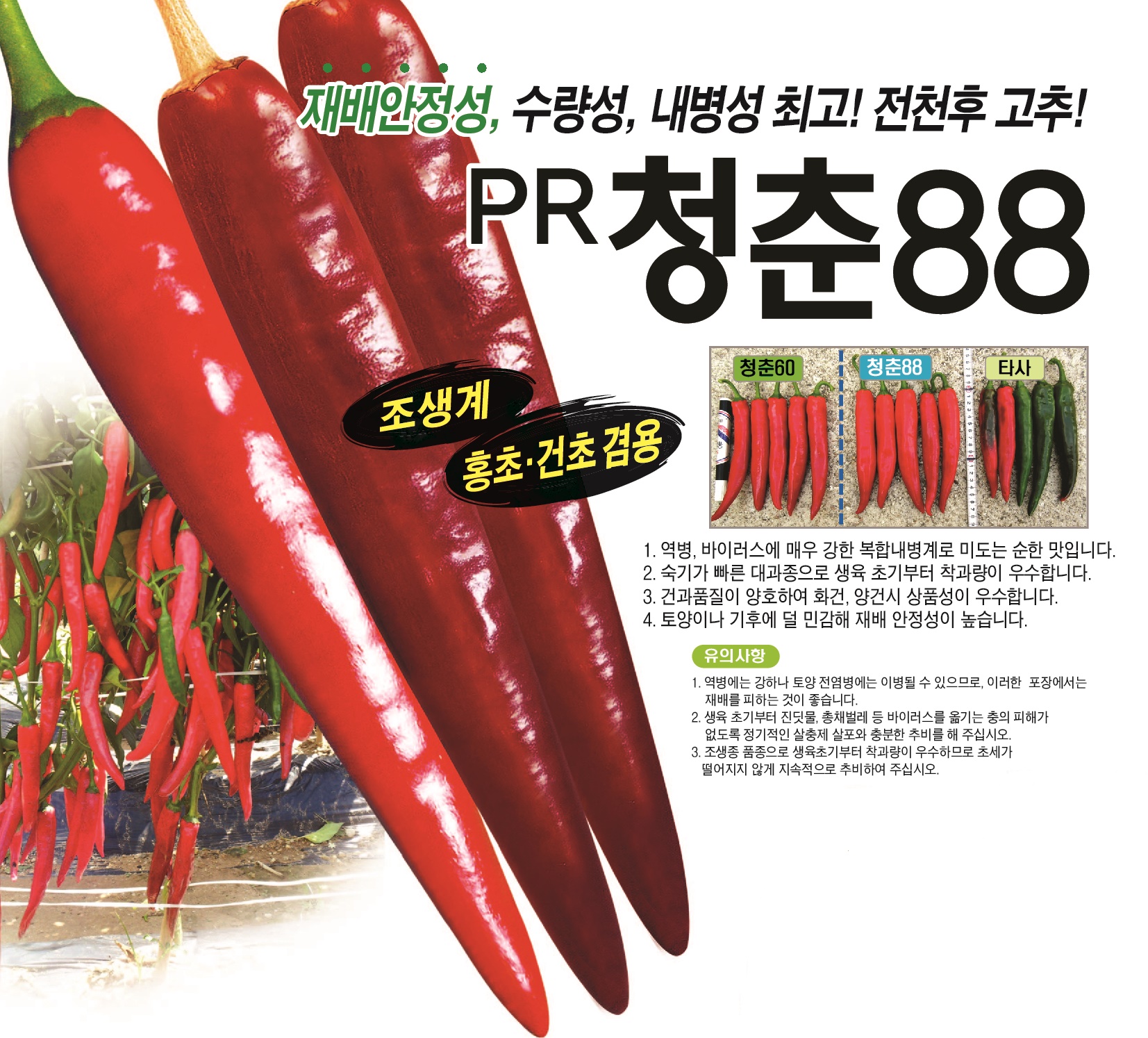 Pr청춘88 권농종묘 고추 파프리카 토마토 가지