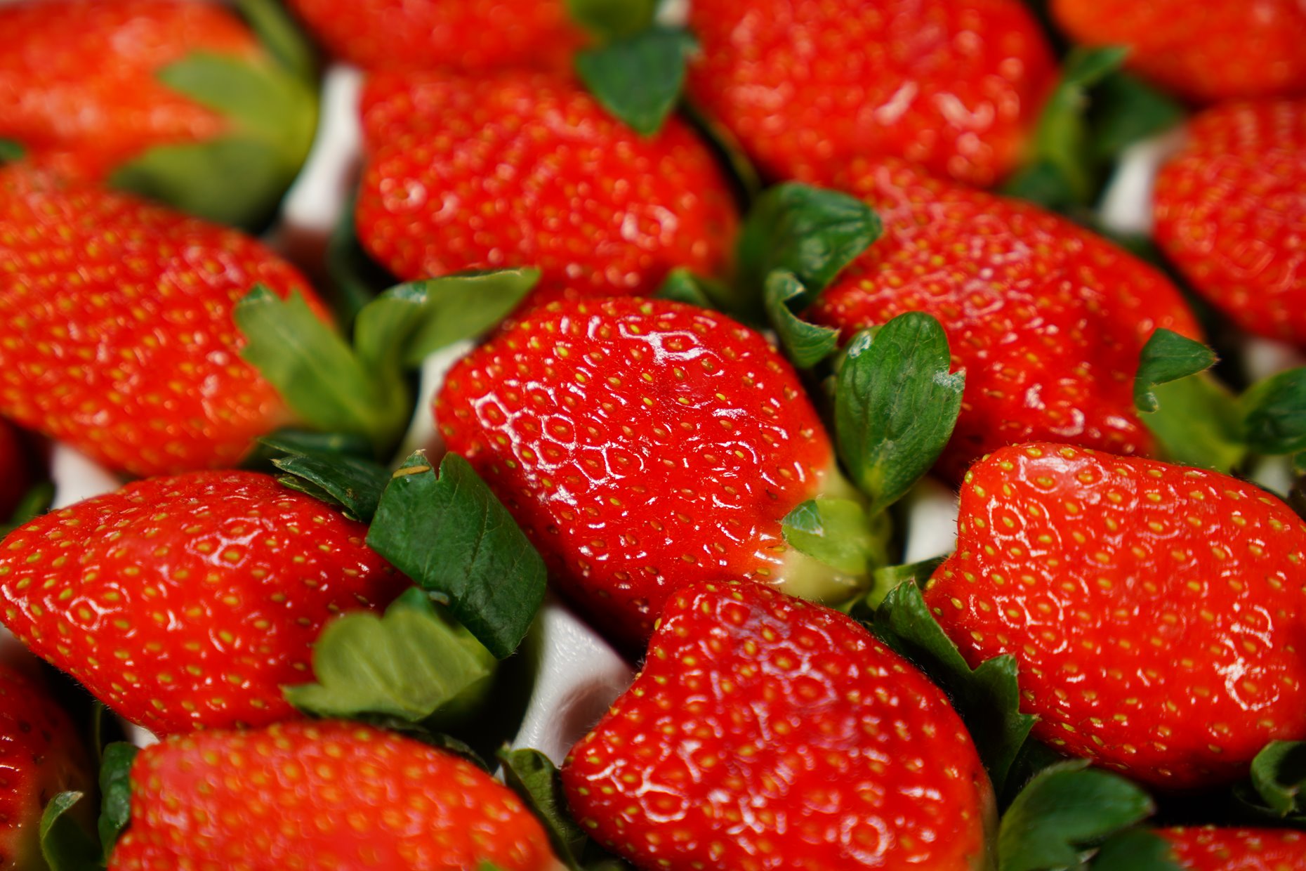 지금이 가장 맛있을 때! 논산 제철 금딸기 설향 : 태화농수산 홈페이지