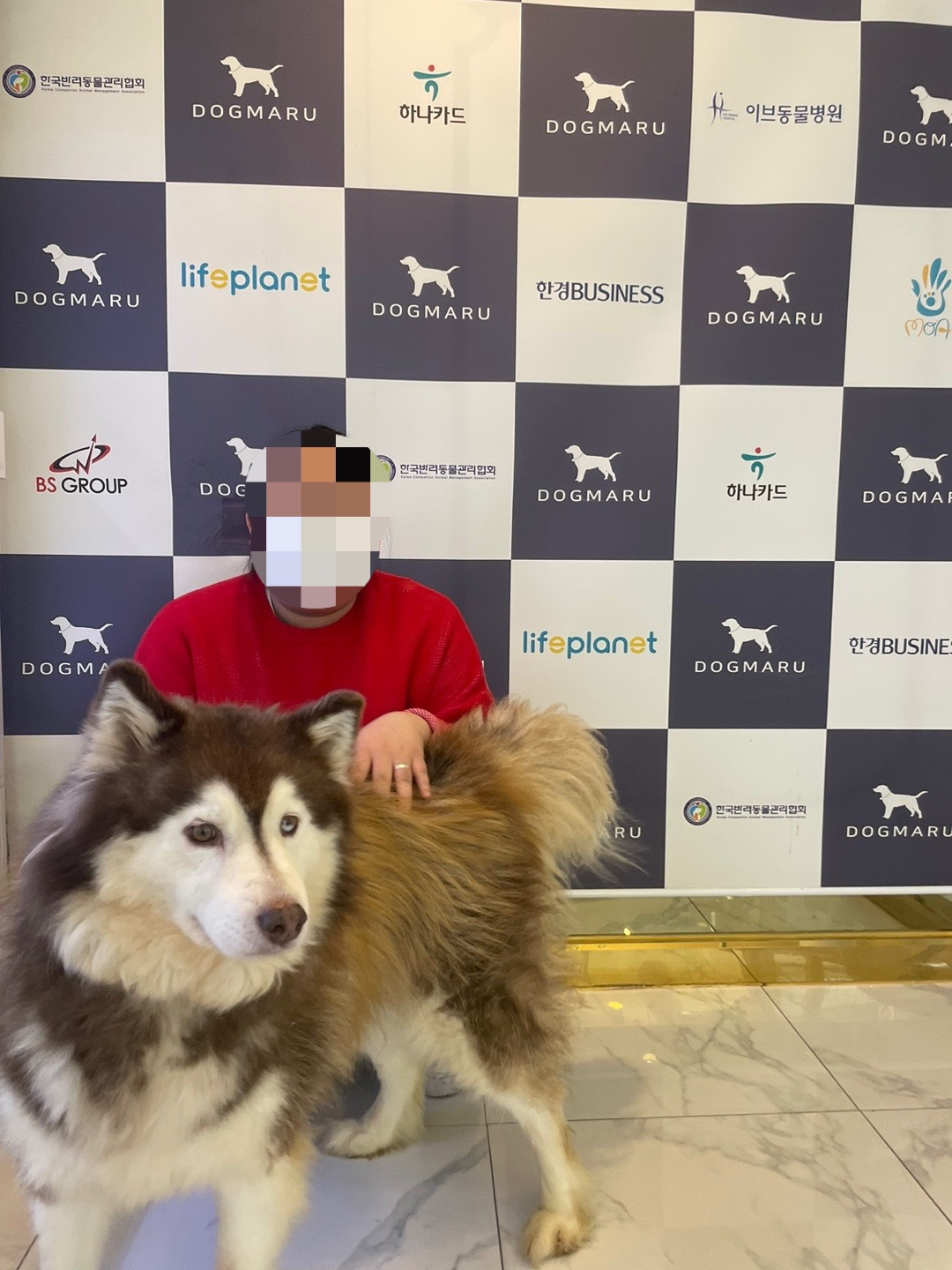 빅토리아 보호소 말라뮤트 허스키 봉자 입양완료 코리안숏헤어 비숑프리제분양 치와와분양 고양이보호소 광주유기견보호센터 광주광역시유기견보호센터 유기견보호센터봉사 리트리버분양