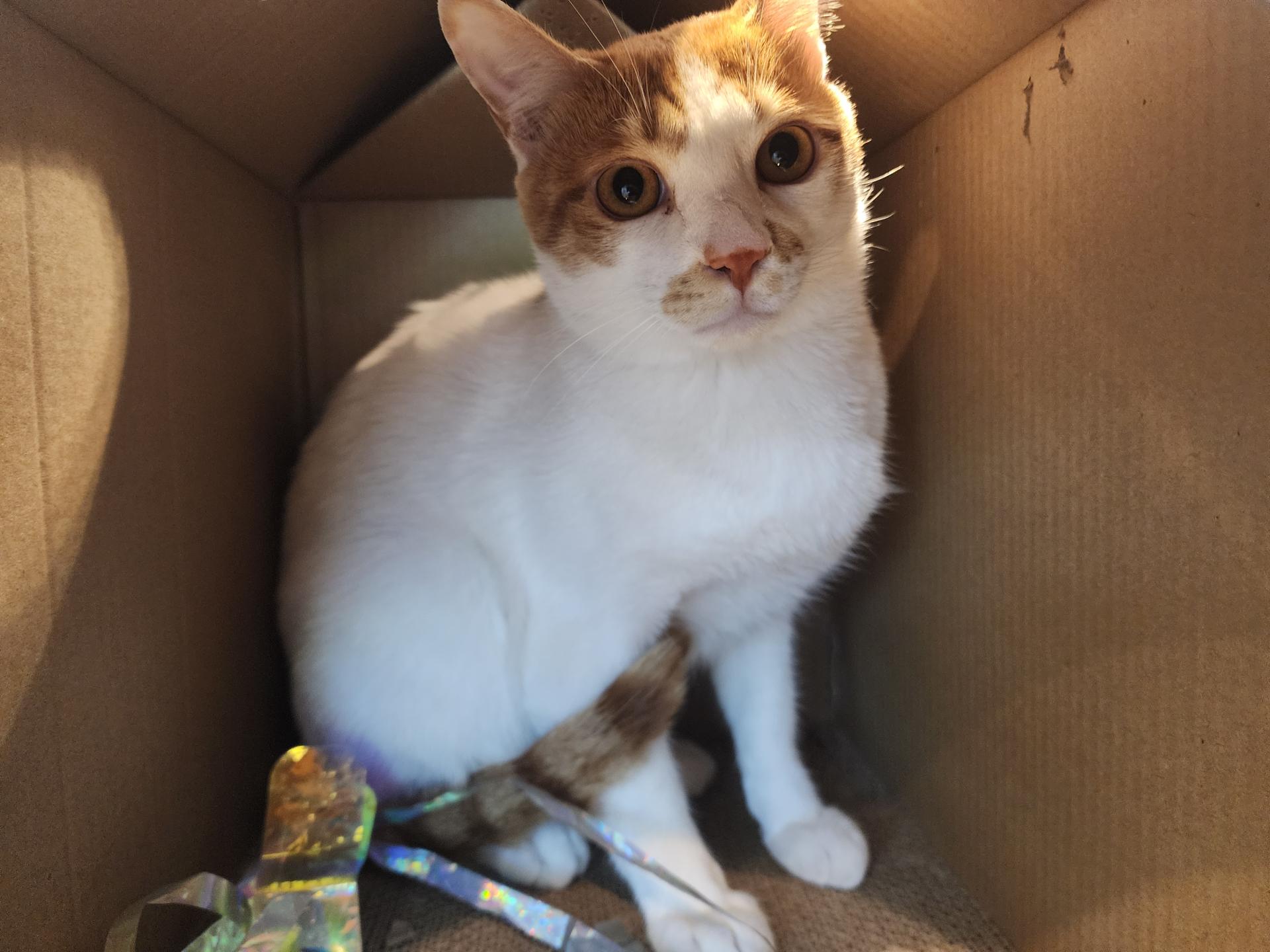 코리안숏헤어 코코 비숑프리제분양가 유기견 미니비숑 웰시코기분양 스피츠 요크셔테리어분양 먼치킨고양이 노르웨이숲고양이분양 강아지무료분양 유기견무료분양 유기묘입양 유기묘