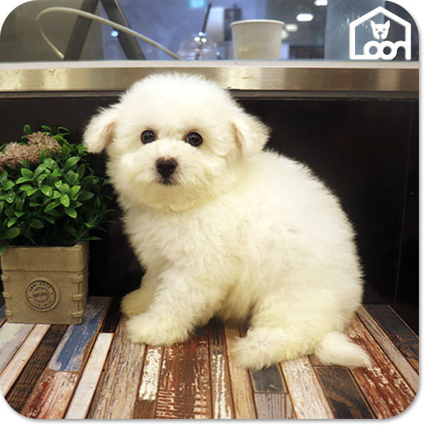 비숑프리제 책임분양 비숑프리제분양가 유기견 미니비숑 웰시코기분양 스피츠 요크셔테리어분양 먼치킨고양이 노르웨이숲고양이분양 강아지무료분양 유기견무료분양 유기묘입양