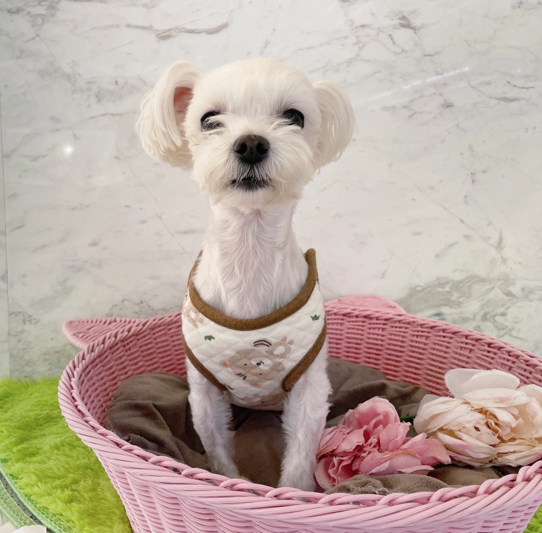 말티즈 보리 비숑프리제분양가 유기견 미니비숑 웰시코기분양 스피츠 요크셔테리어분양 먼치킨고양이 노르웨이숲고양이분양 강아지무료분양 유기견무료분양 유기묘입양 유기묘무료