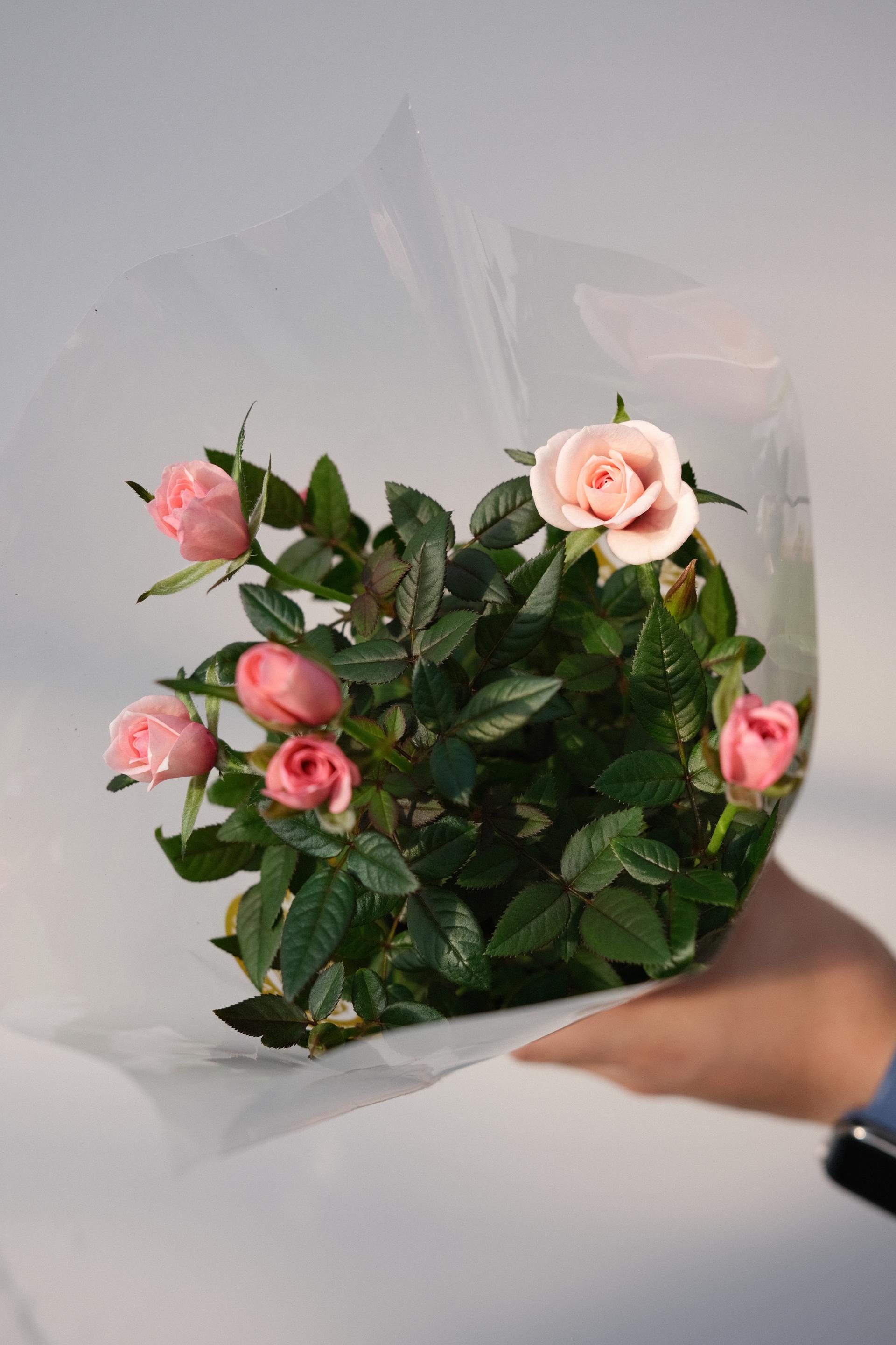 라이트 핑크 로스아로마® / Light Pink RosAroma® 향장미 향기 꽃키우기 베란다정원