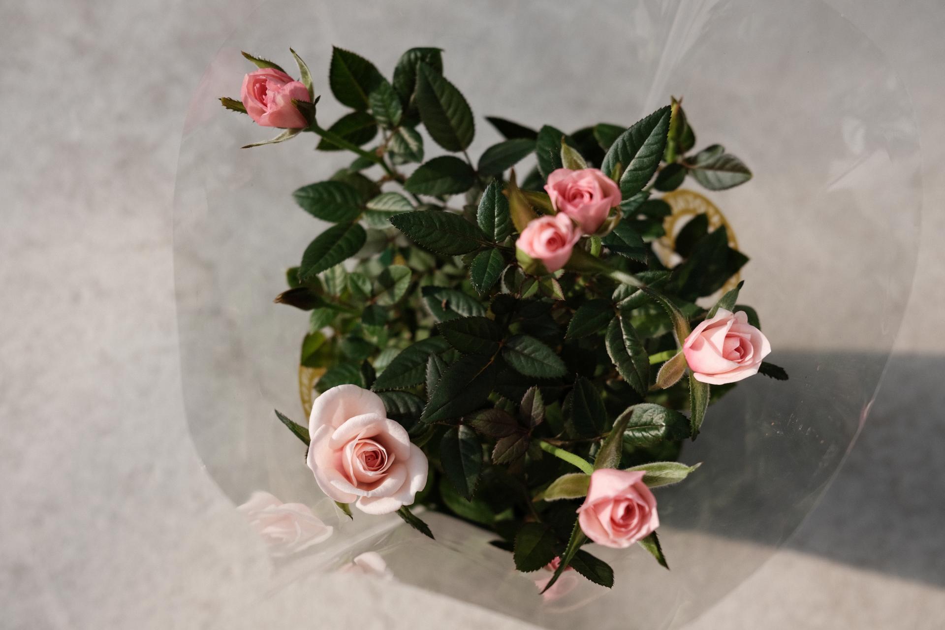 라이트 핑크 로스아로마® / Light Pink RosAroma® 향장미 향기 꽃키우기 베란다정원