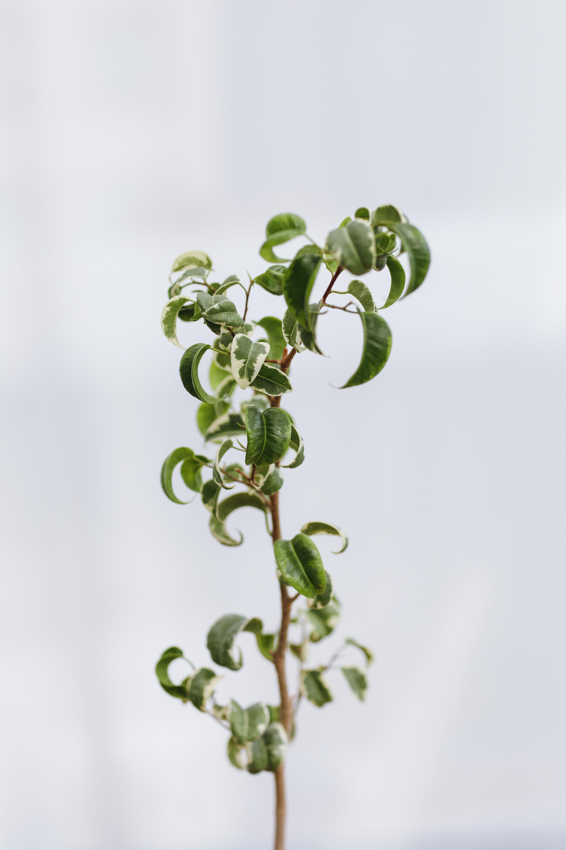 Ficus benjamina barok variegated + White Long UFO POT 휘커스 벤자민 바로크 무늬종 ...