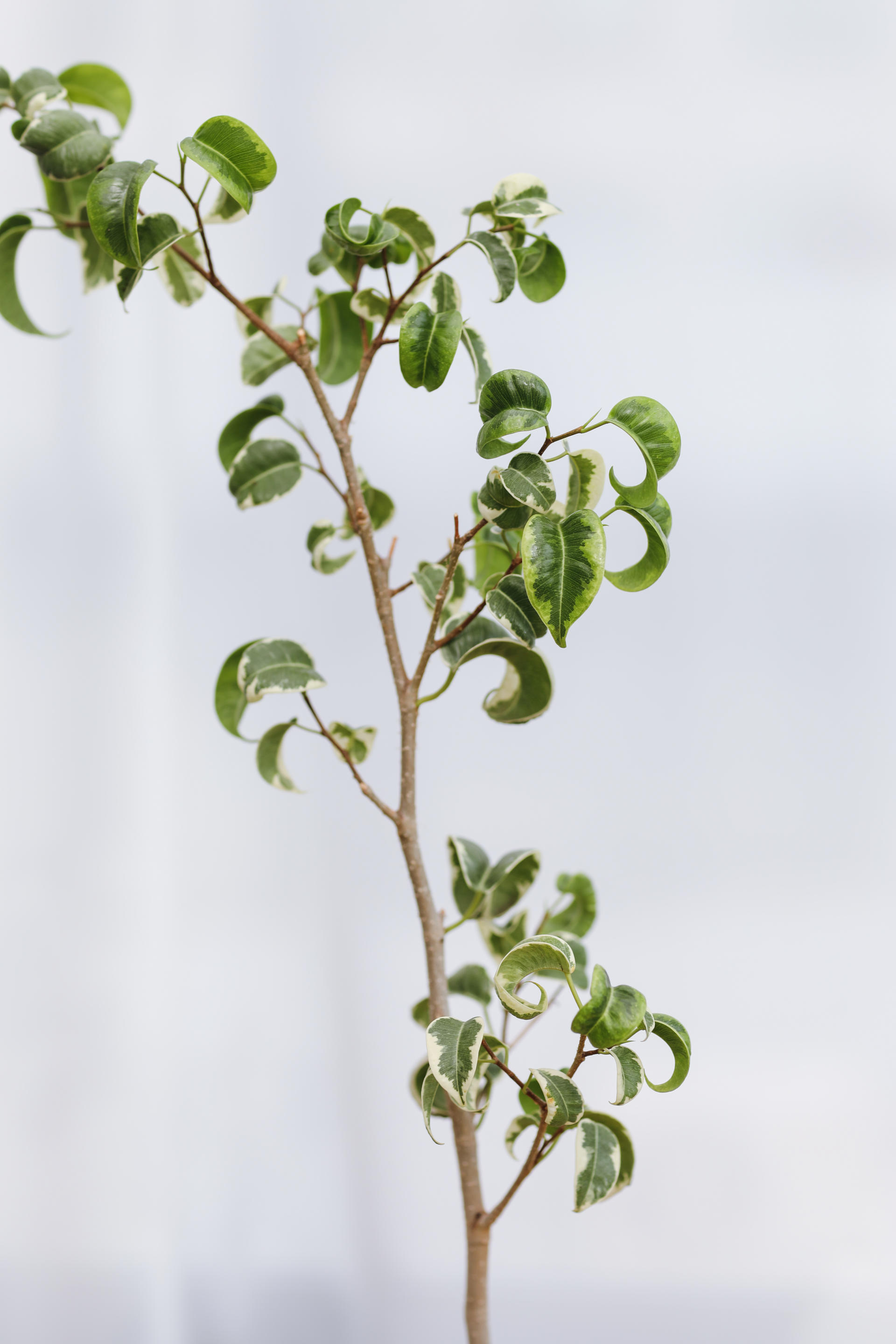 Ficus benjamina barok variegated + White Long UFO POT 휘커스 벤자민 바로크 무늬종 ...
