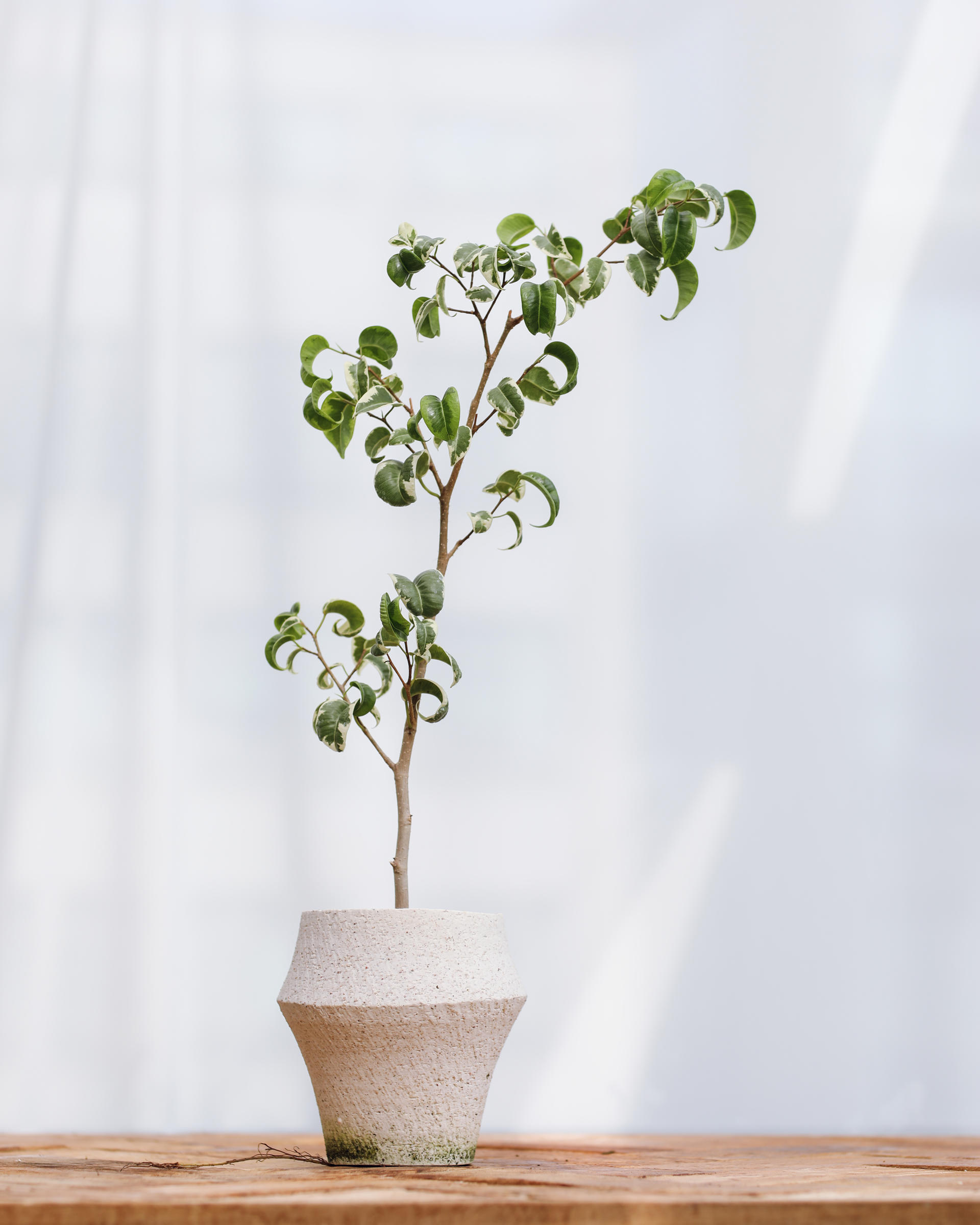 Ficus benjamina barok variegated + White Long UFO POT 휘커스 벤자민 바로크 무늬종 ...