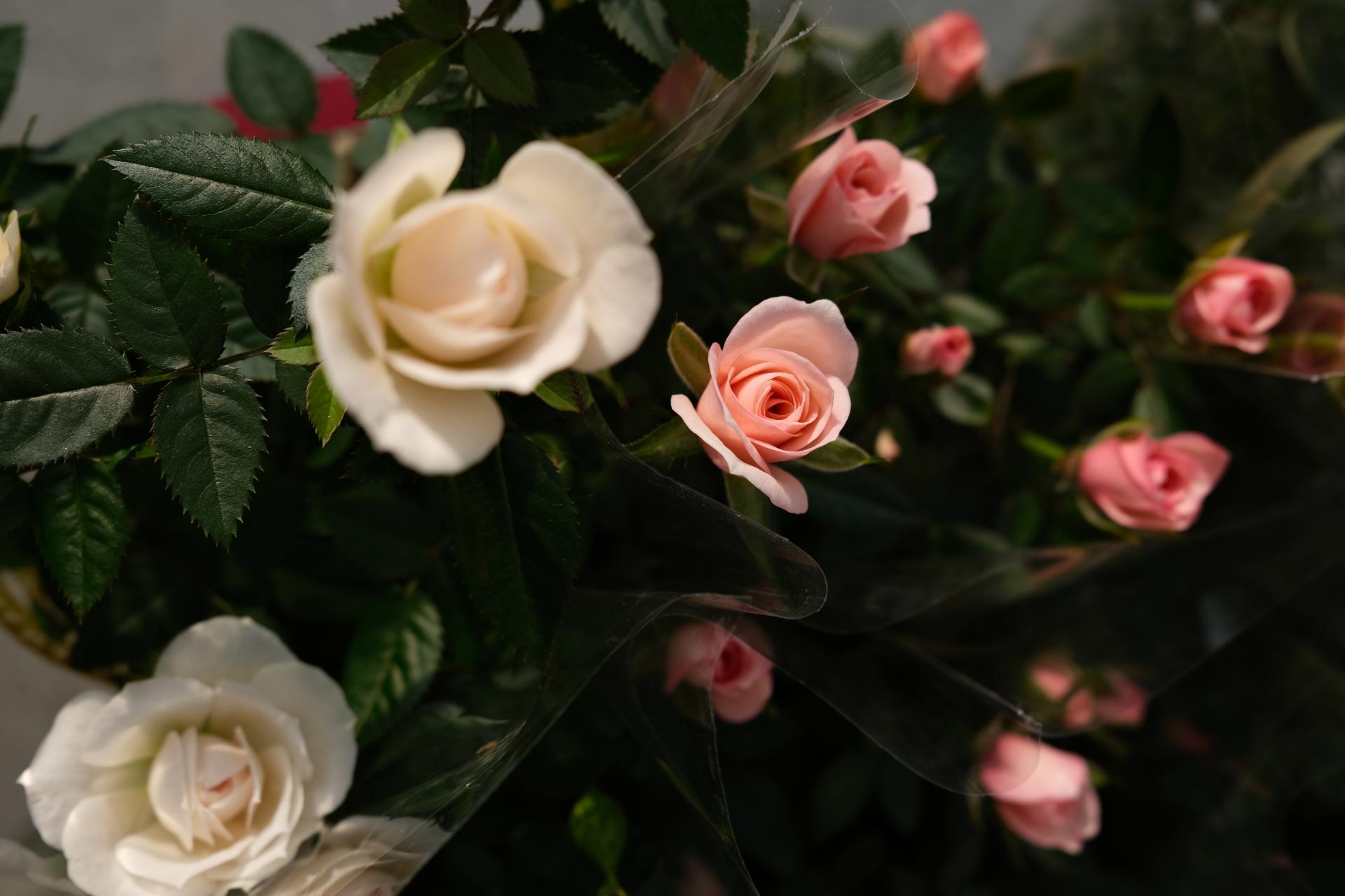 라이트 핑크 로스아로마® / Light Pink RosAroma® 향장미 향기 꽃키우기 베란다정원