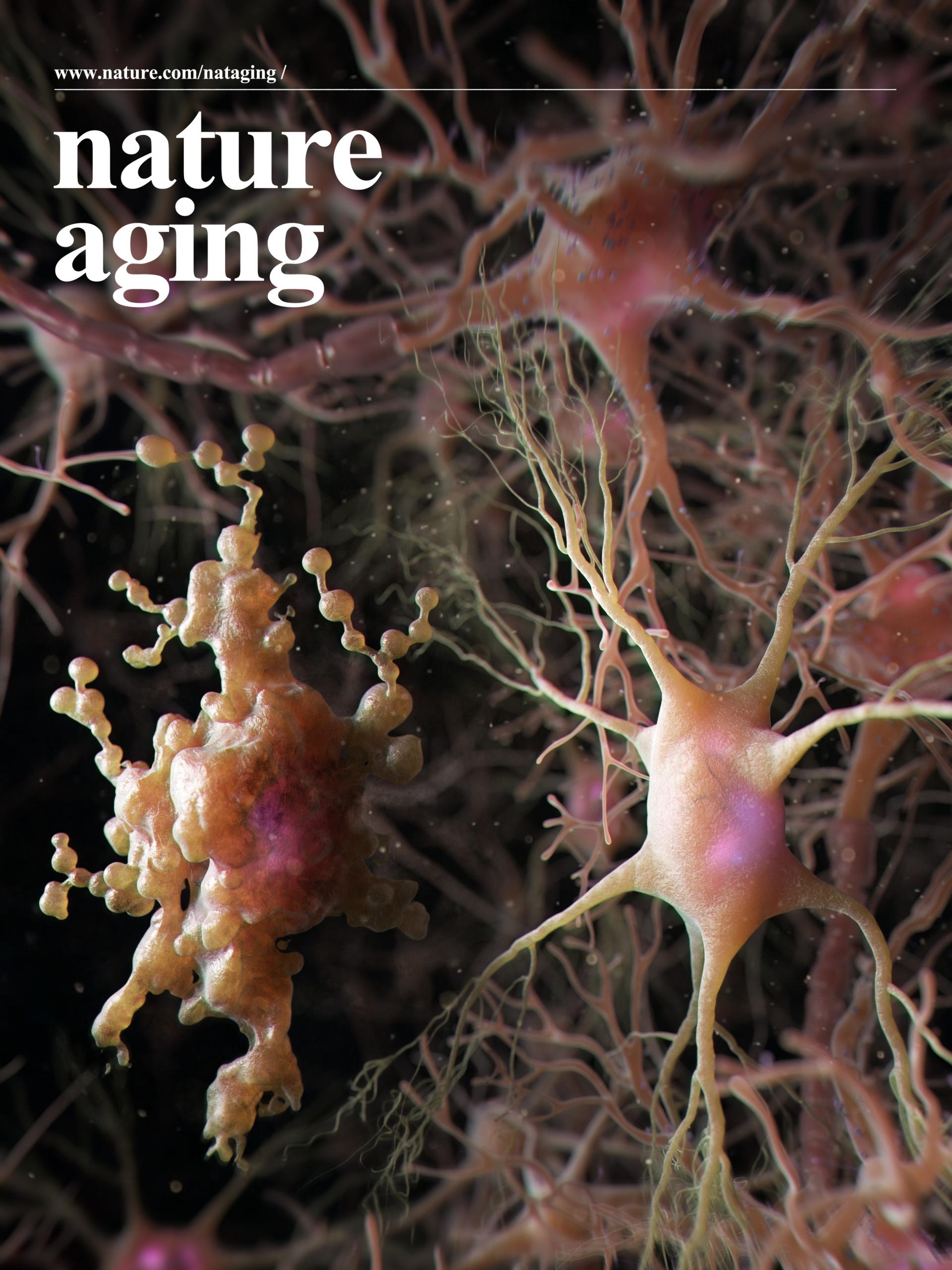 A distinct astrocyte subtype in the aging mouse brain characterized by ...