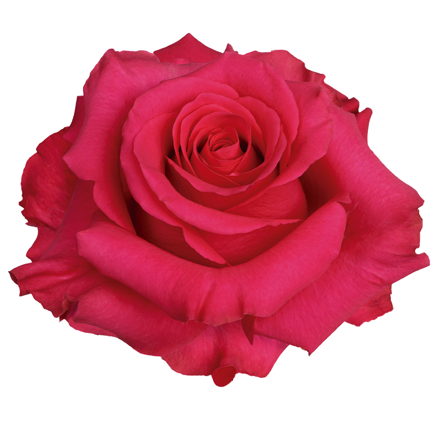 독특한 콜롬비아 신상 장미 입고 !!! : 월플수입꽃