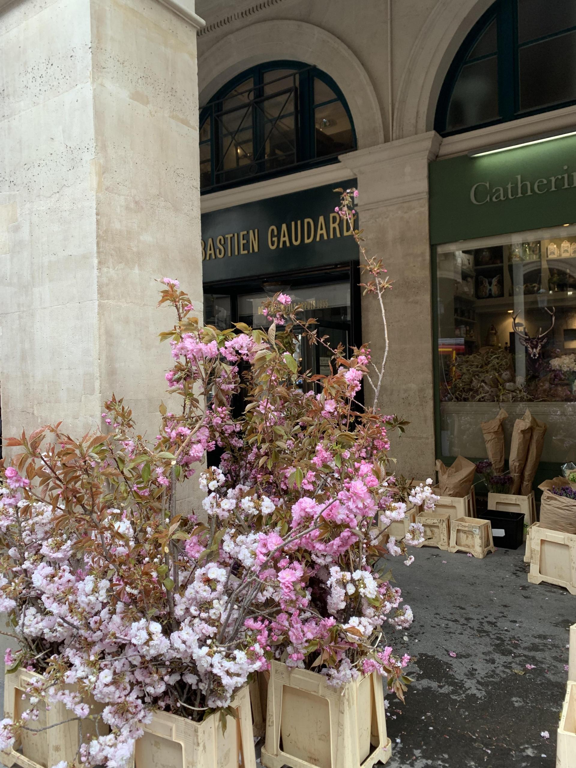 BOTANIQUE PARIS WORK SHOP : botanique