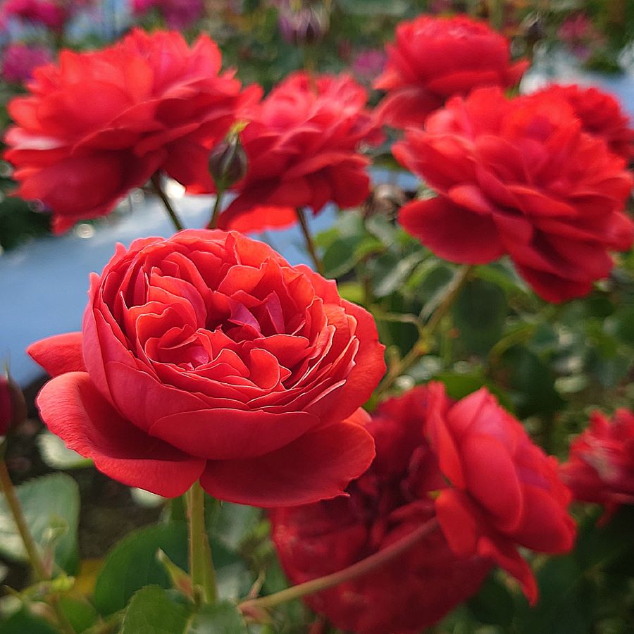 Apple - Country House(컨트리하우스) : avec la nature