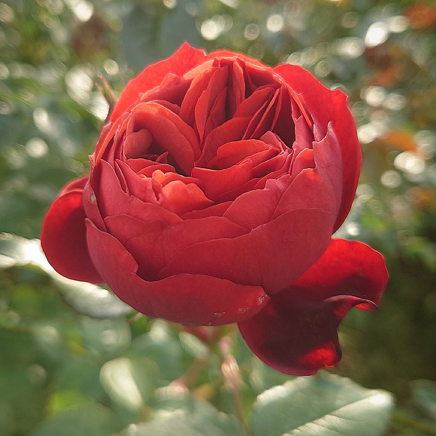 Apple - Country House(컨트리하우스) : avec la nature