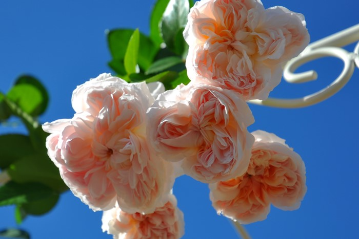 [대묘] Rosa - Ariadne ( 아리아드네) : avec la nature