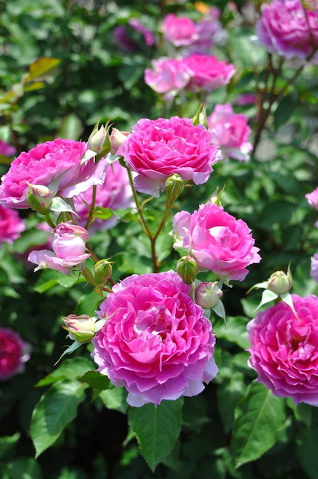 [대묘] Rosa - Sheherazad (세헤라자드 ) : avec la nature