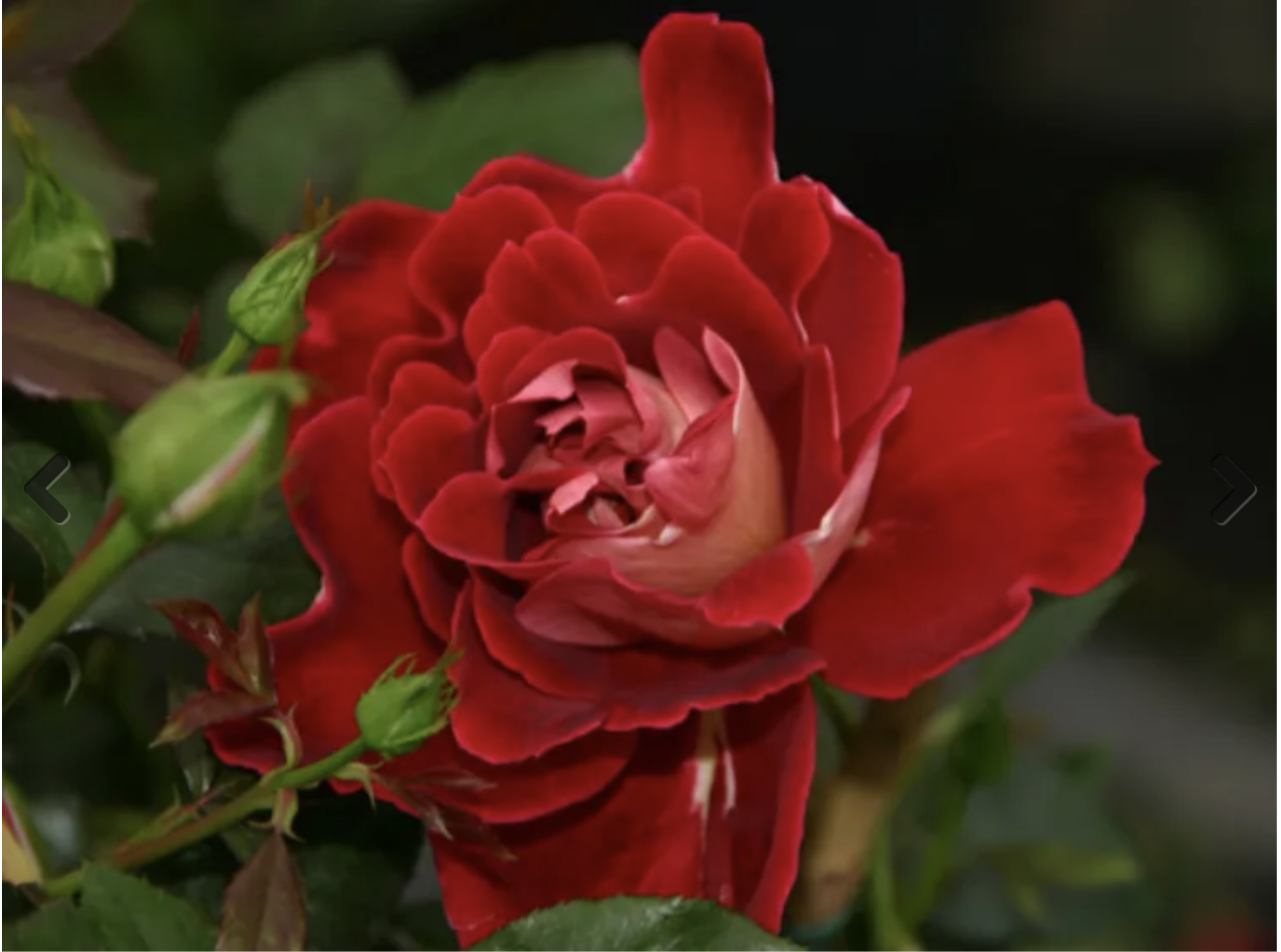 Mystique Ruffles (미스틱 러플스) : avec la nature