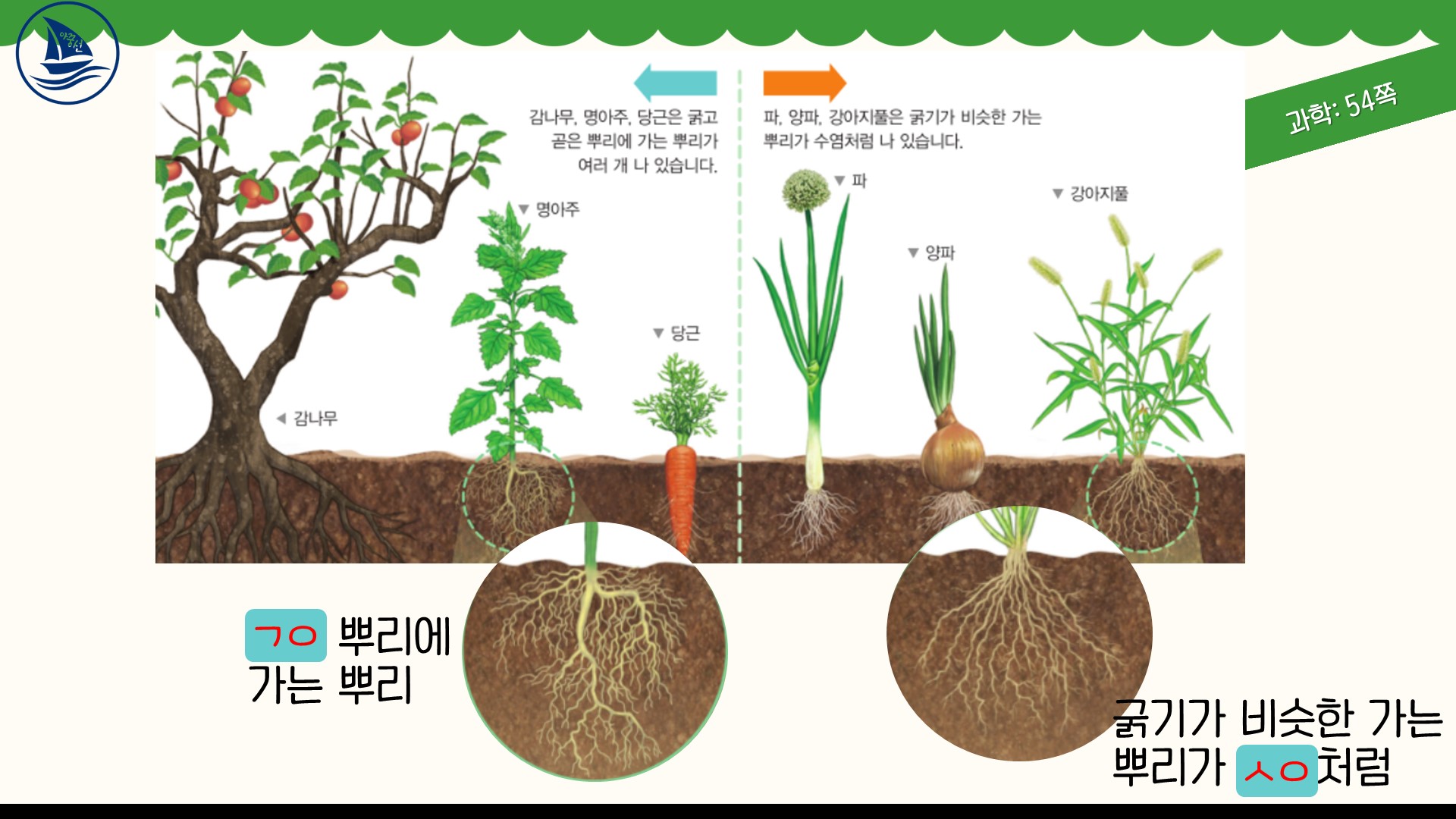 천재 이 6학년 1학기 3단원 식물의 구조와 기능 3차시 Ppt 아꿈선