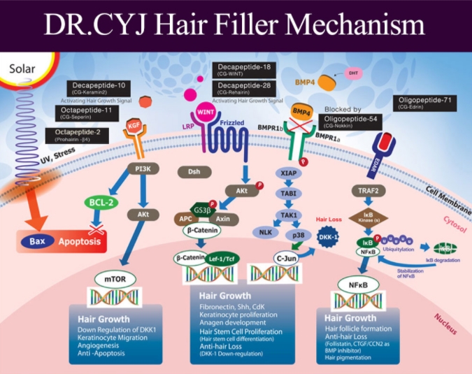 Dr.CYJ Hair Filler : Medi-Fella Shop