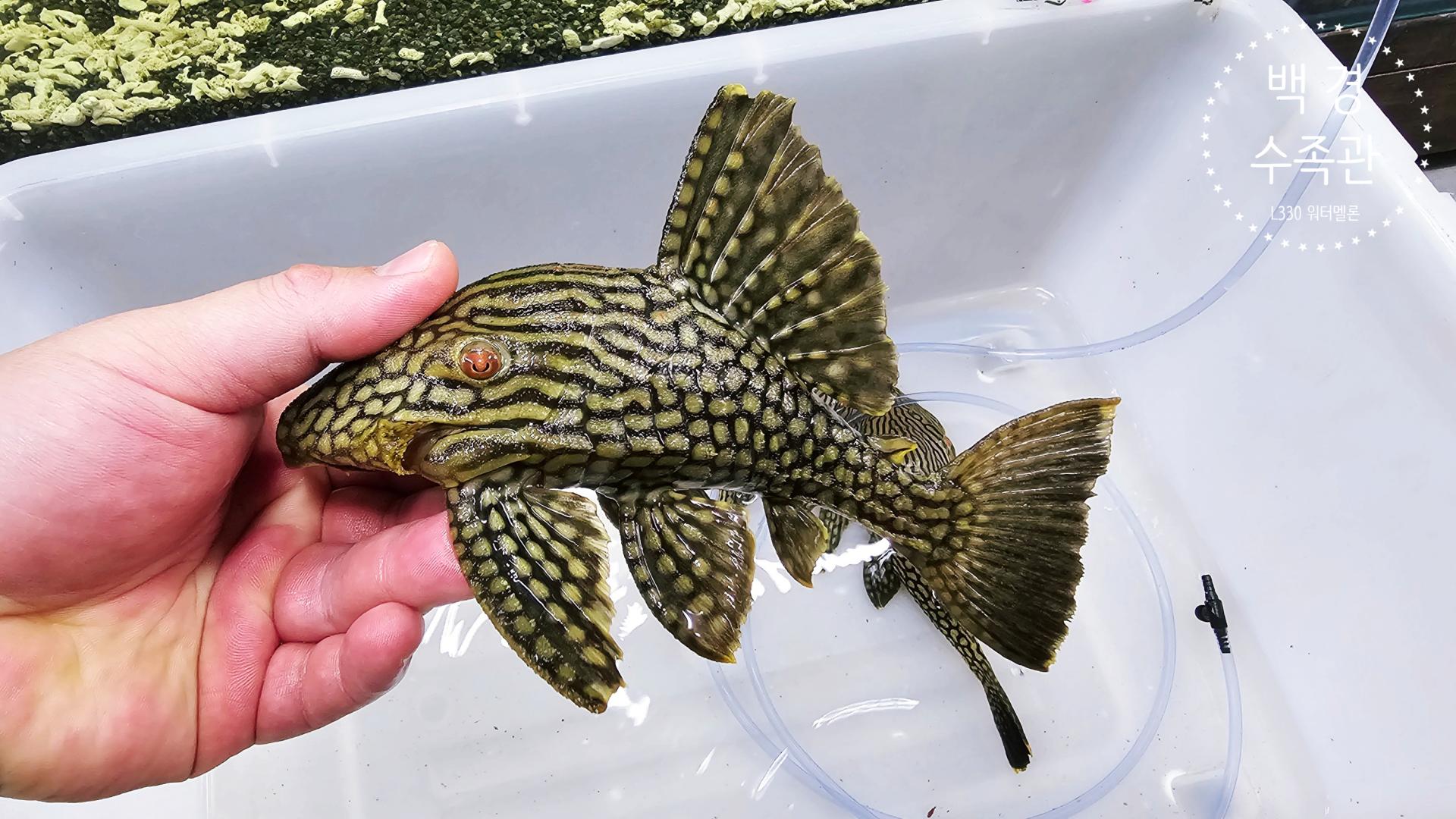 L330 워터멜론 플레코 -1- [ L330 Watermelon Pleco ] : 백경수족관