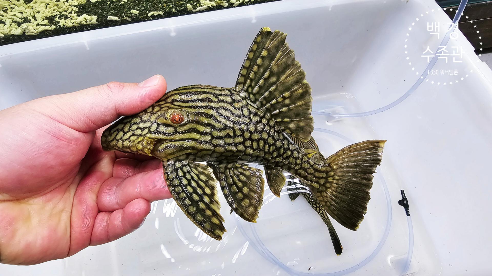 L330 워터멜론 플레코 -1- [ L330 Watermelon Pleco ] : 백경수족관