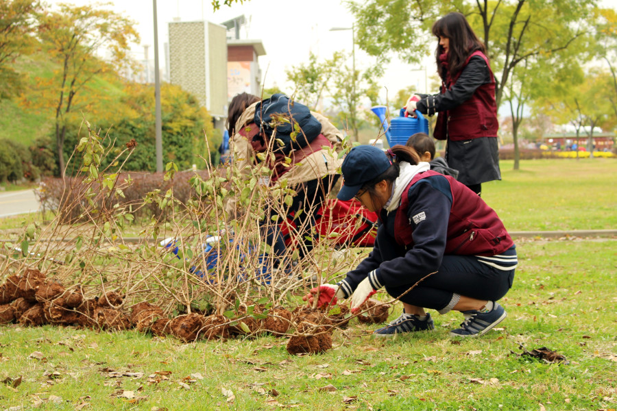 [숲가꾸기] 하나투어와 함께 한강에 팽나무와 나무수국 심기 : 블로그