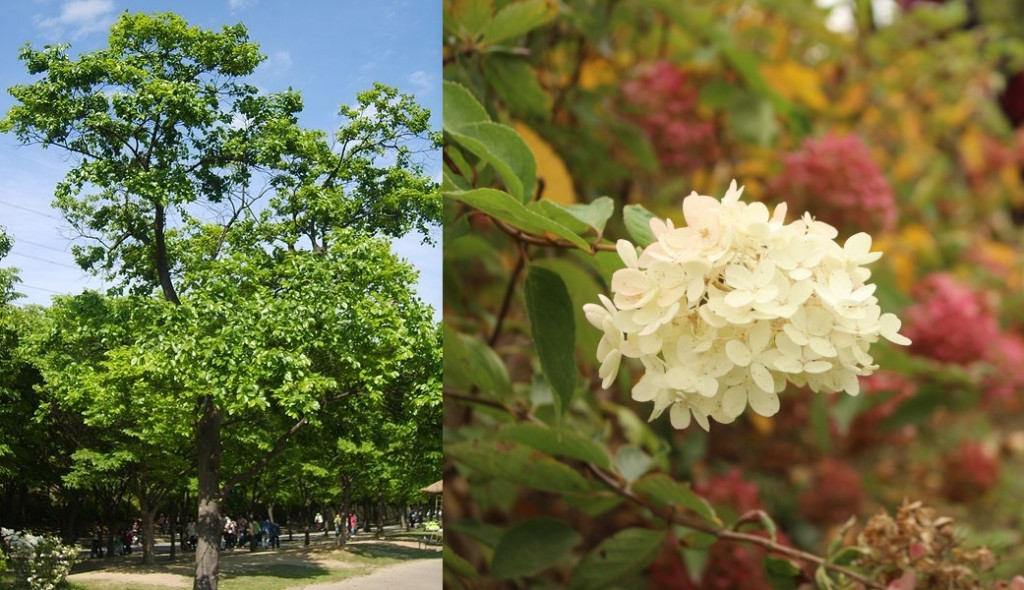 [숲가꾸기] 하나투어와 함께 한강에 팽나무와 나무수국 심기 : 블로그