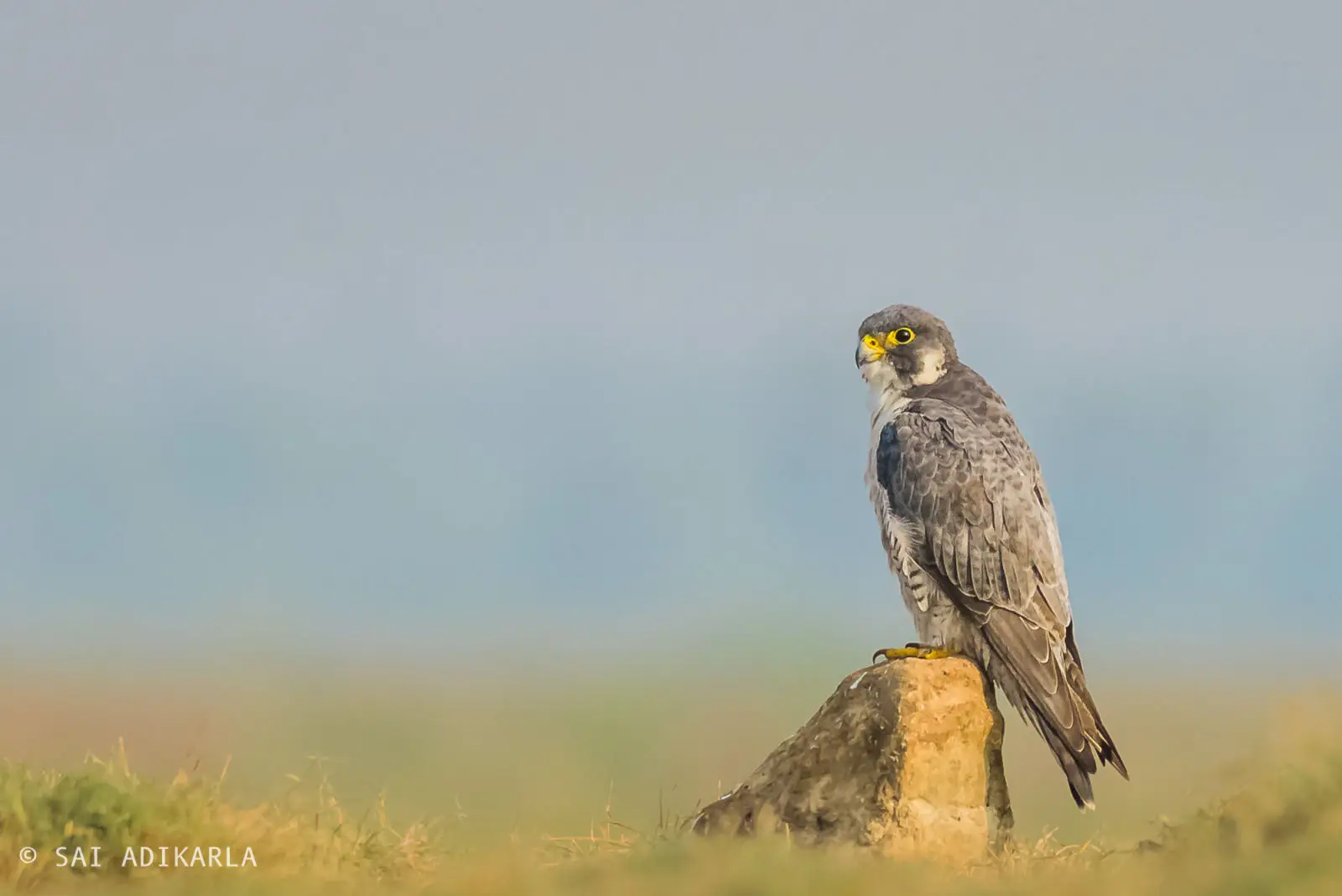 세상에서 가장 빠른 동물 TOP 10 | 밸류체인타임스 : 밸류체인타임스