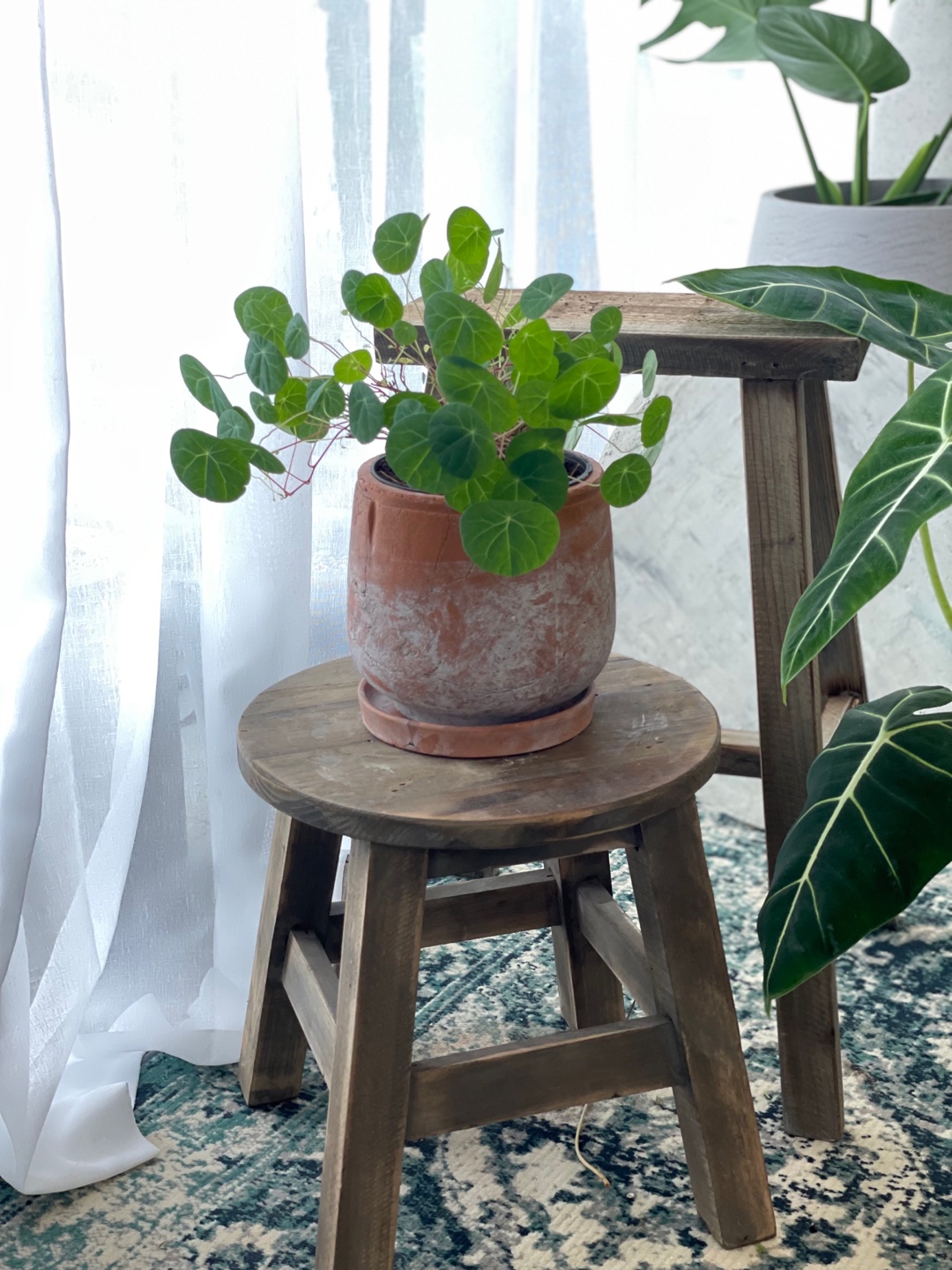 AF202010-A197 : 정글마켓-화분도매,빈티지소품