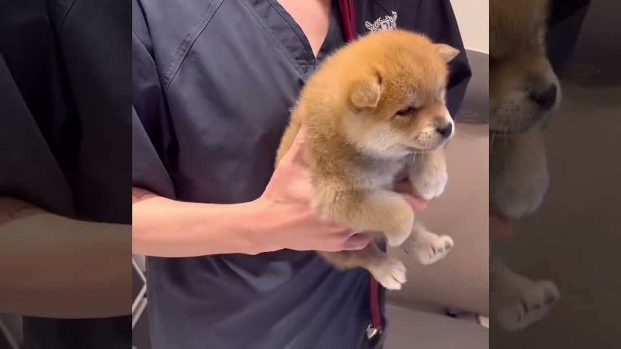 Louismong | KCJ Certified Mameshiba & Shiba Inu Breeder