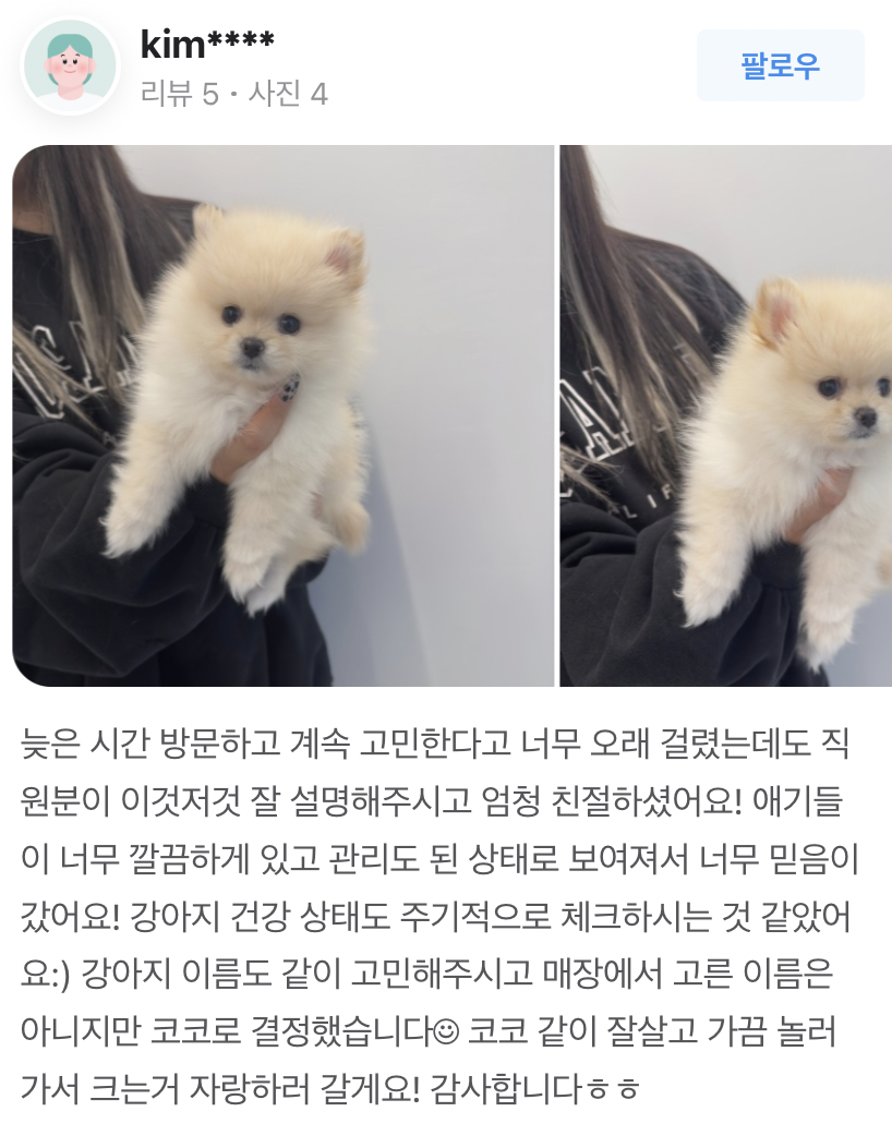 세종 포메분양 후기 : 대전퍼피댕 둔산점 분양패밀리