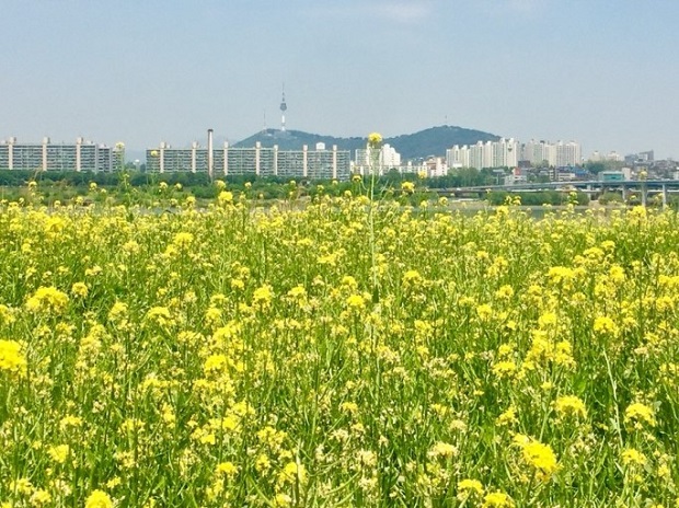 SPRING BLOSSOMS IN KOREA : Korea Tour Planner